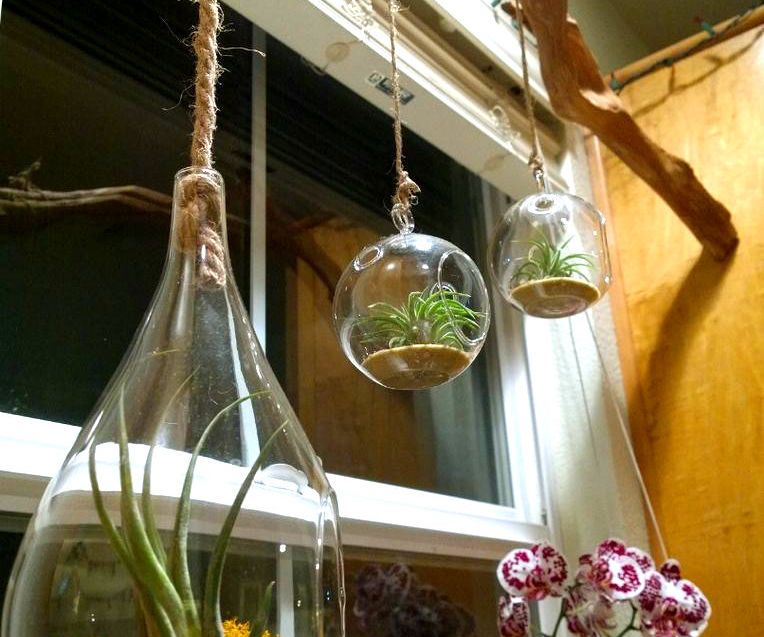 Live Branch - Hanging Terrarium : 6 Steps (with Pictures) - Instructables