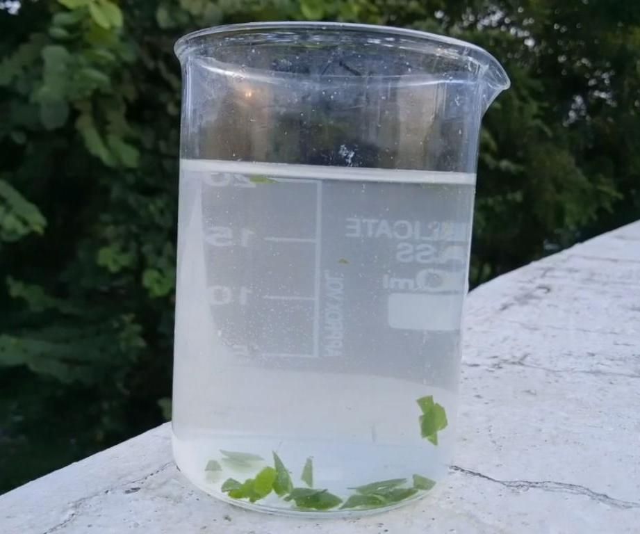 Photosynthesis in a Beaker : 5 Steps (with Pictures) - Instructables