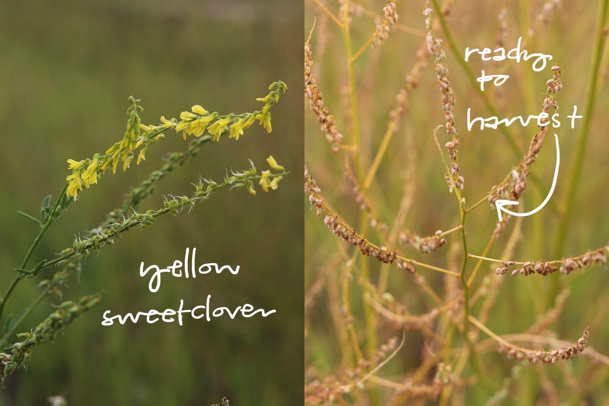 How to Gather Wildflower Seeds : 7 Steps (with Pictures) - Instructables
