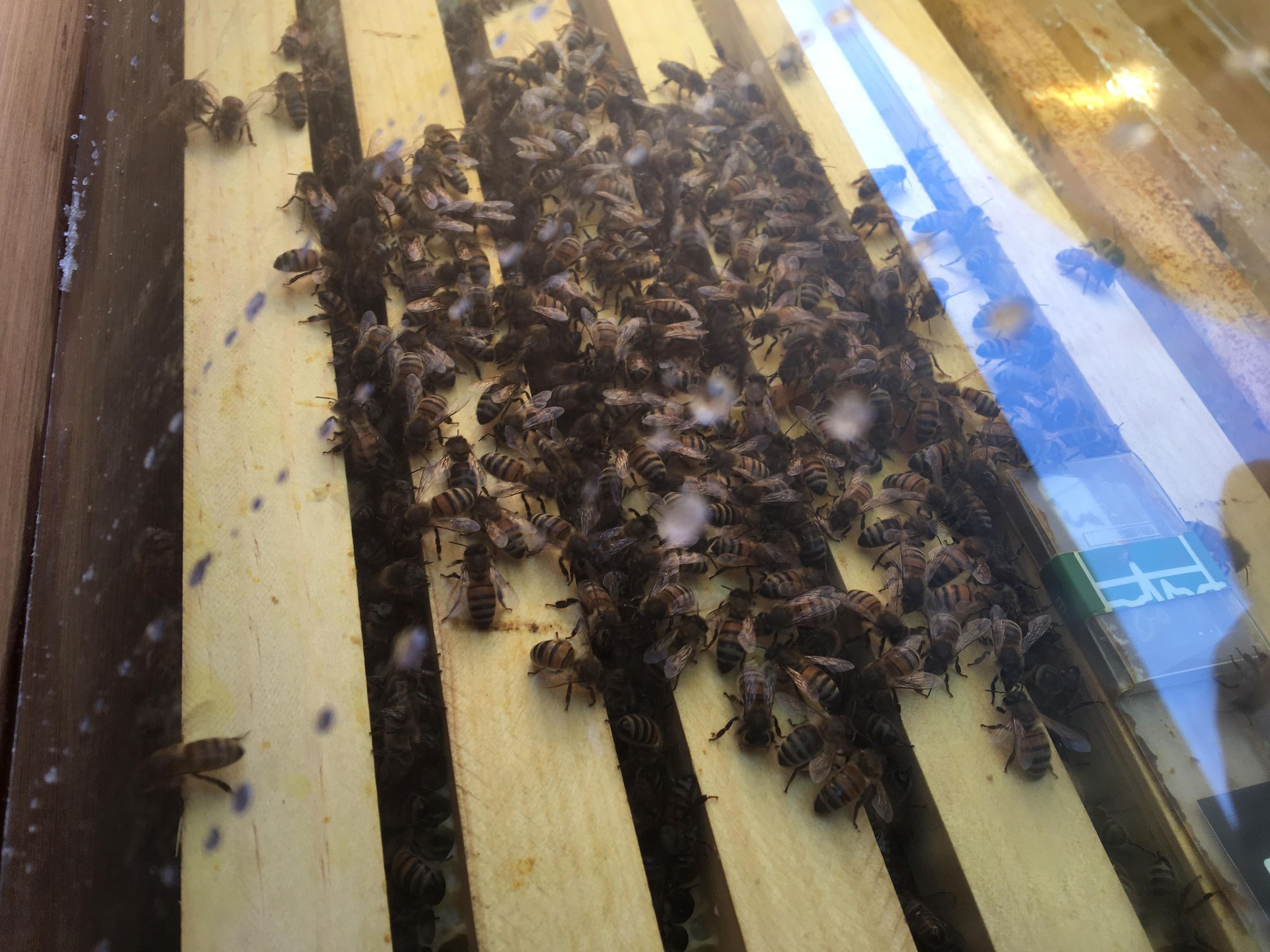 DIY HONEY BEE HIVE OBSERVATION DOME WITH IN HIVE FEEDER : 5 Steps (with ...