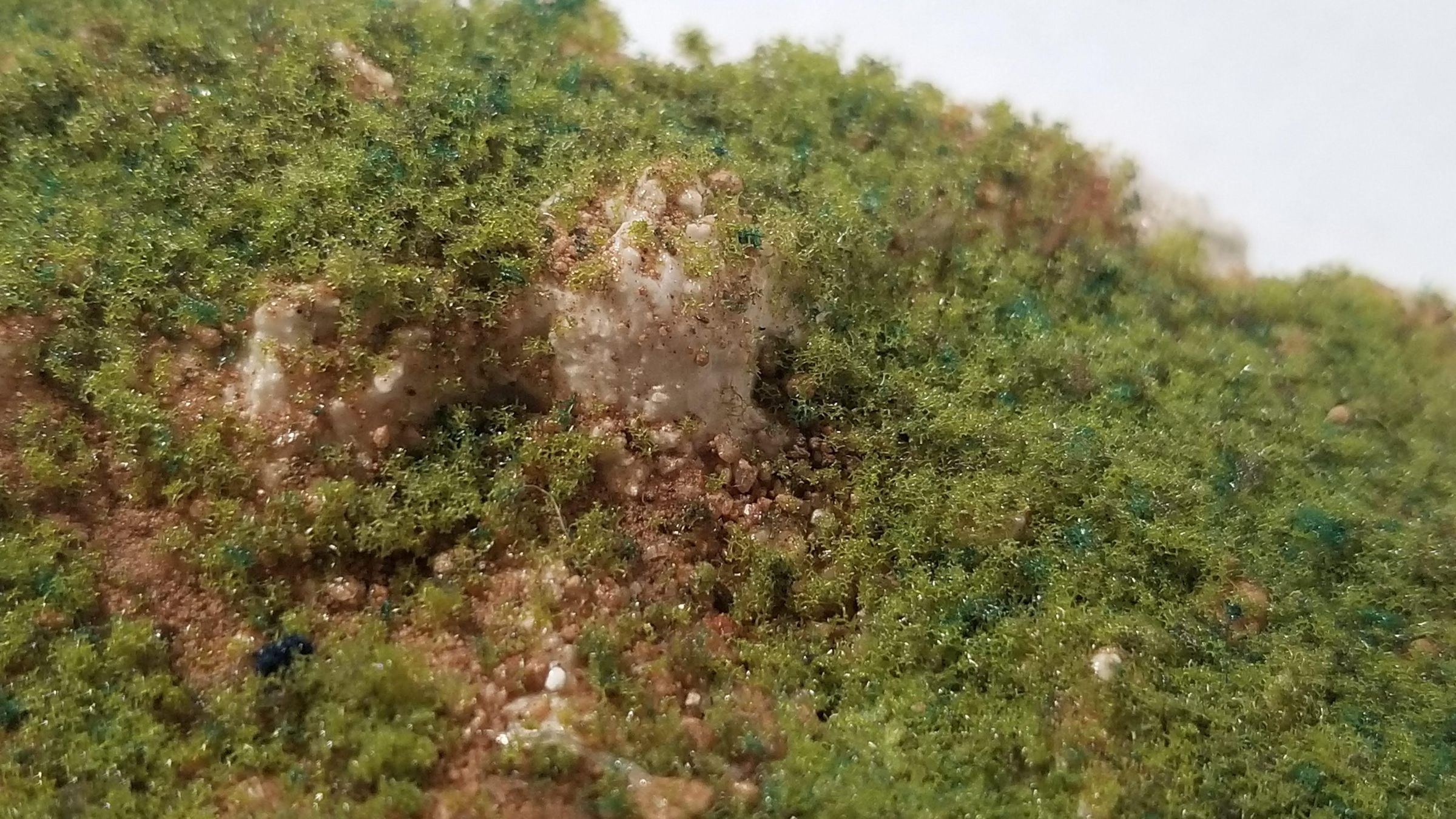 Miniature Landscapes: a Beginners Guide : 6 Steps (with Pictures ...