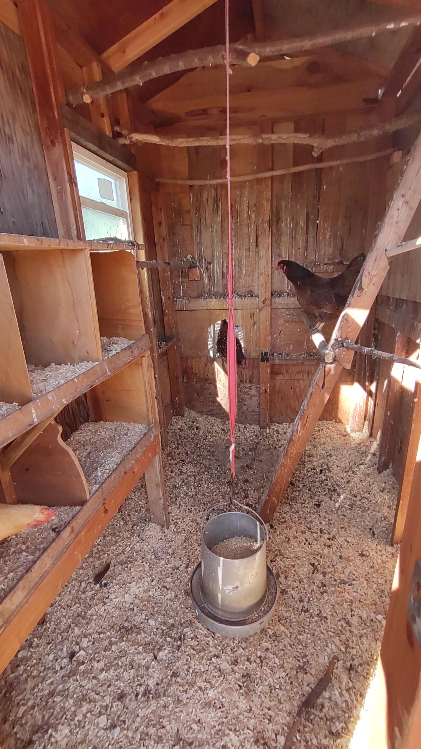Chicken Coop, Rainwater Catchment, Egg Suppliers : 6 Steps - Instructables