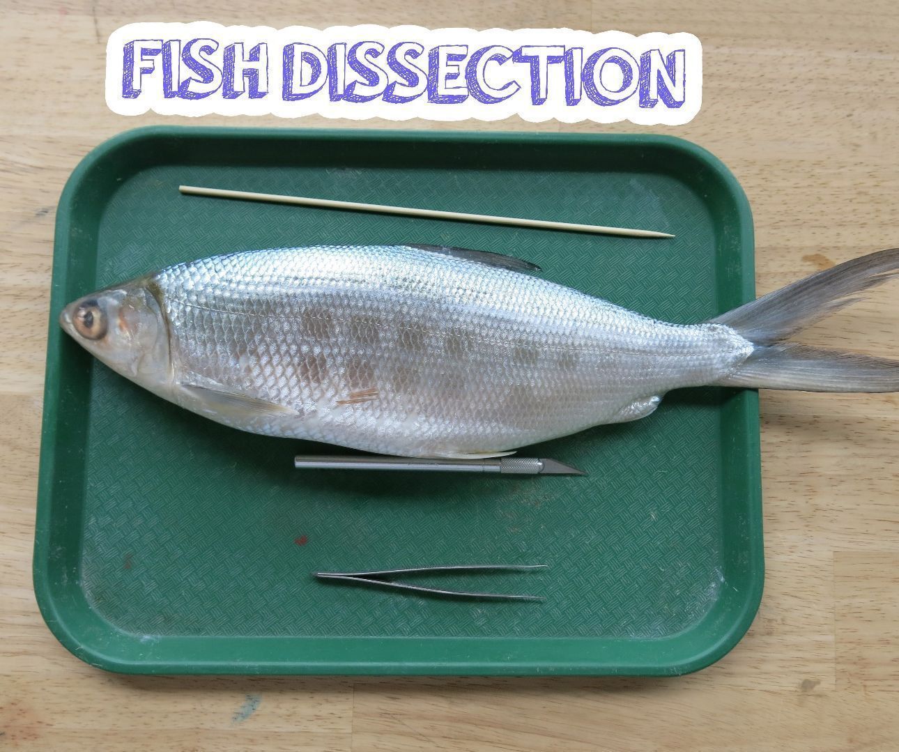 Fish Dissection! : 11 Steps (with Pictures) - Instructables