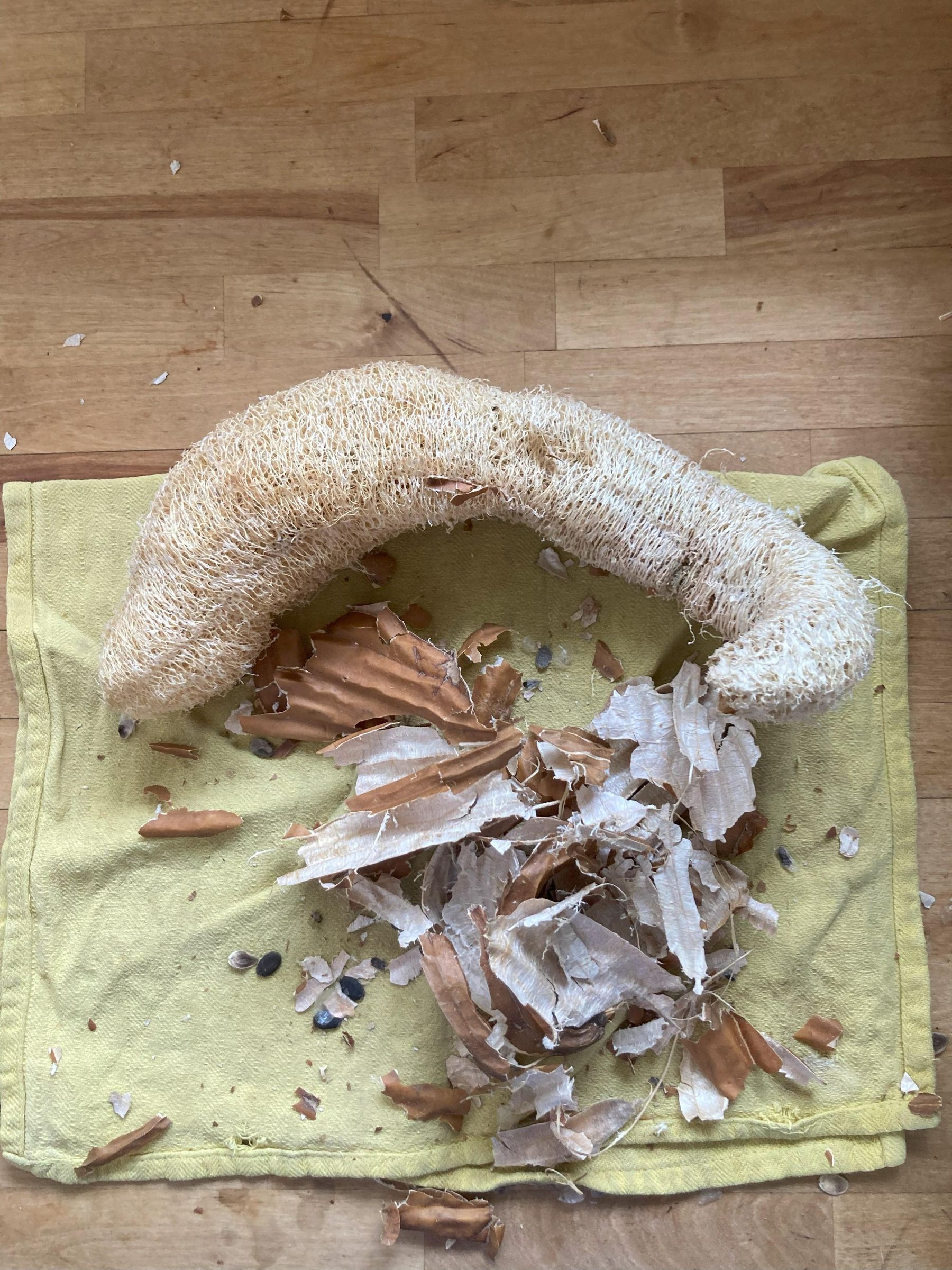 Growing Luffa for Compostable Cleaning Sponges : 8 Steps (with Pictures ...