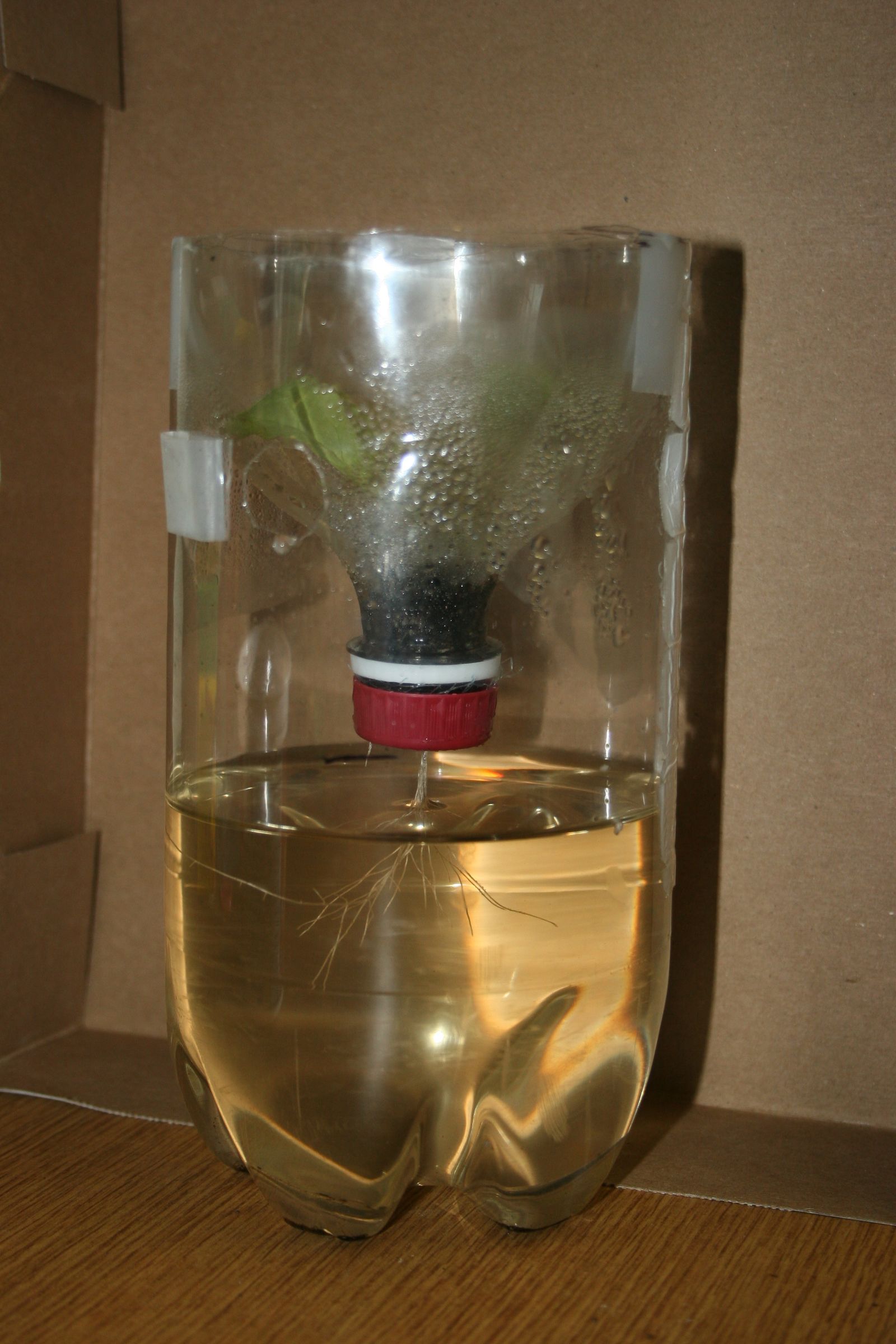 Hydroponic Lettuce Garden From Plastic Bottles (Grow Bottles) : 11 ...