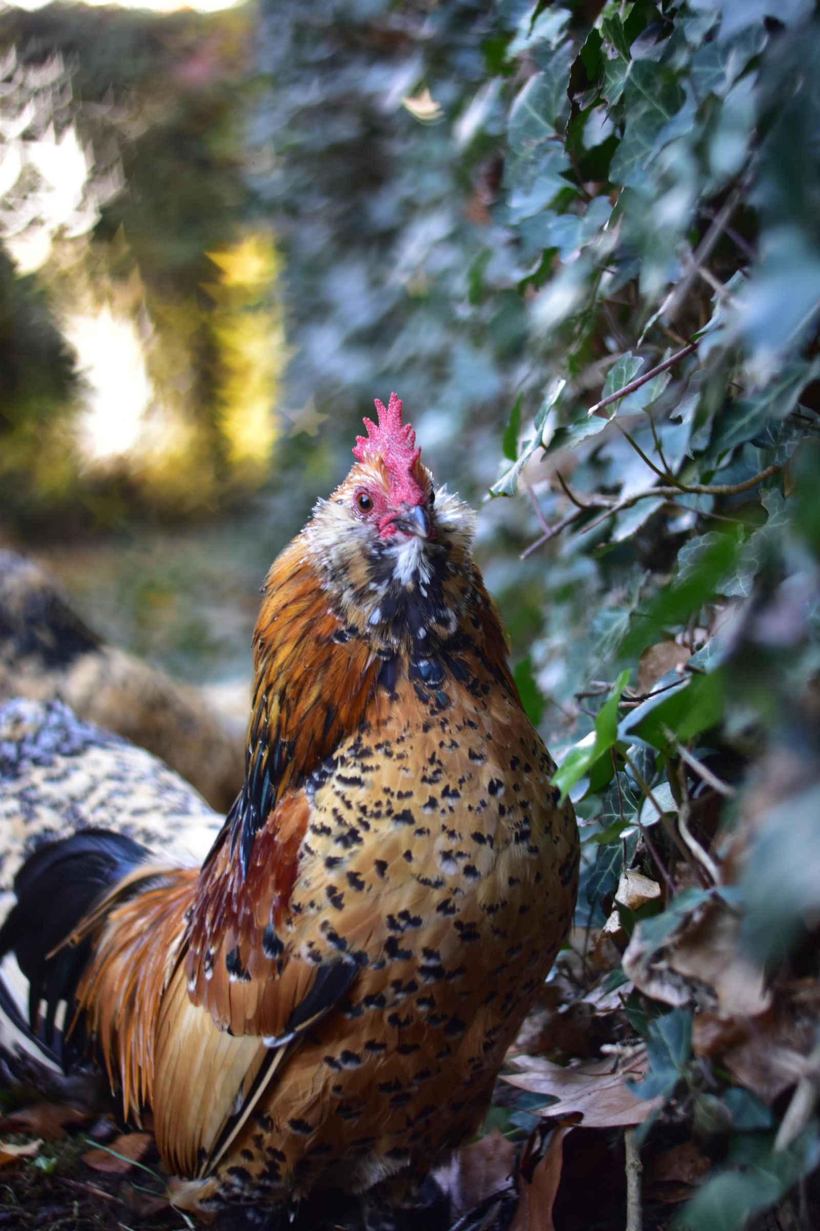 Special Bokeh Filters: Give Your Photo's a Creative Twist! : 4 Steps (with Pictures) - Instructables