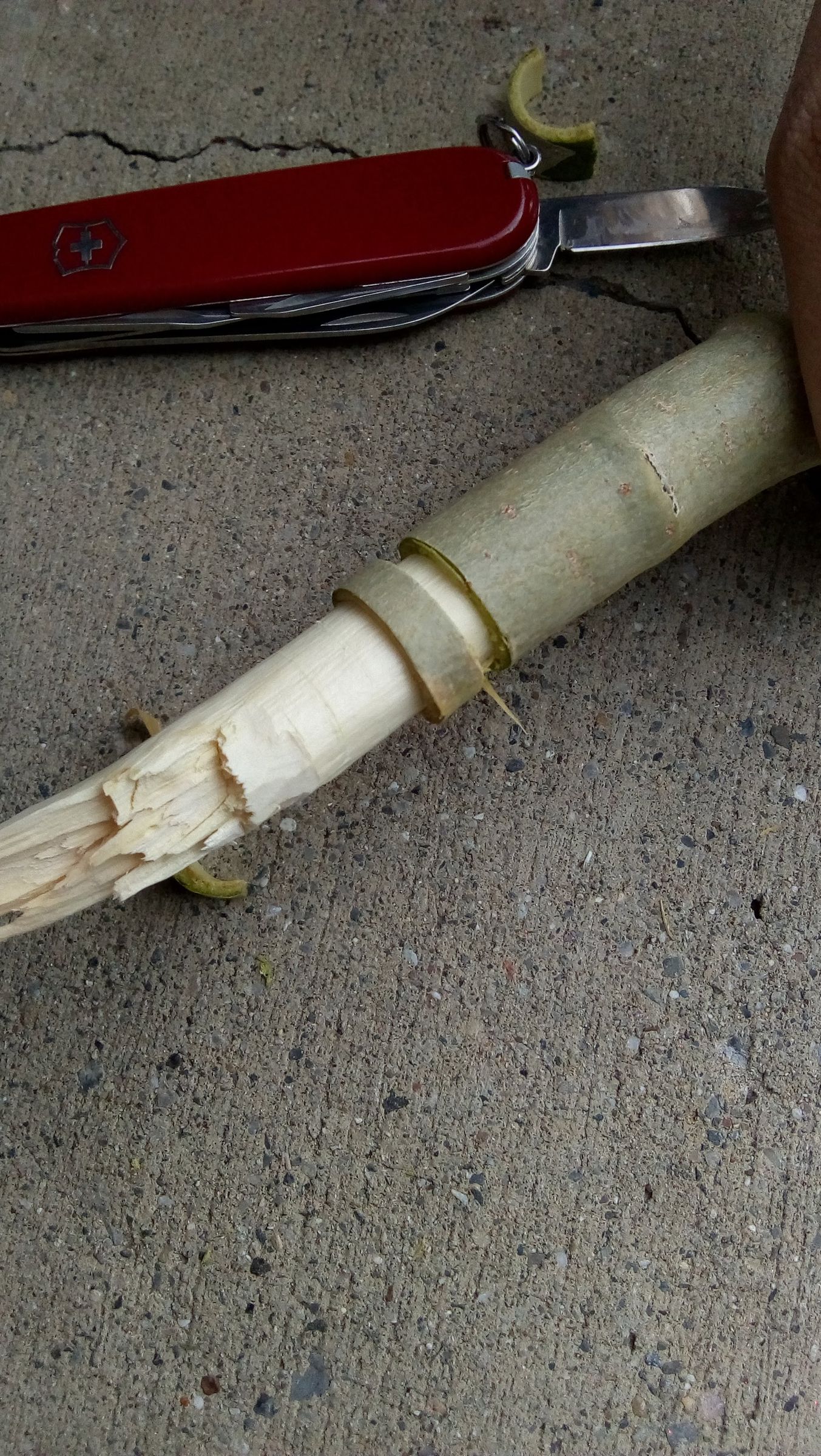 Tree Bark Rings : 5 Steps (with Pictures) - Instructables
