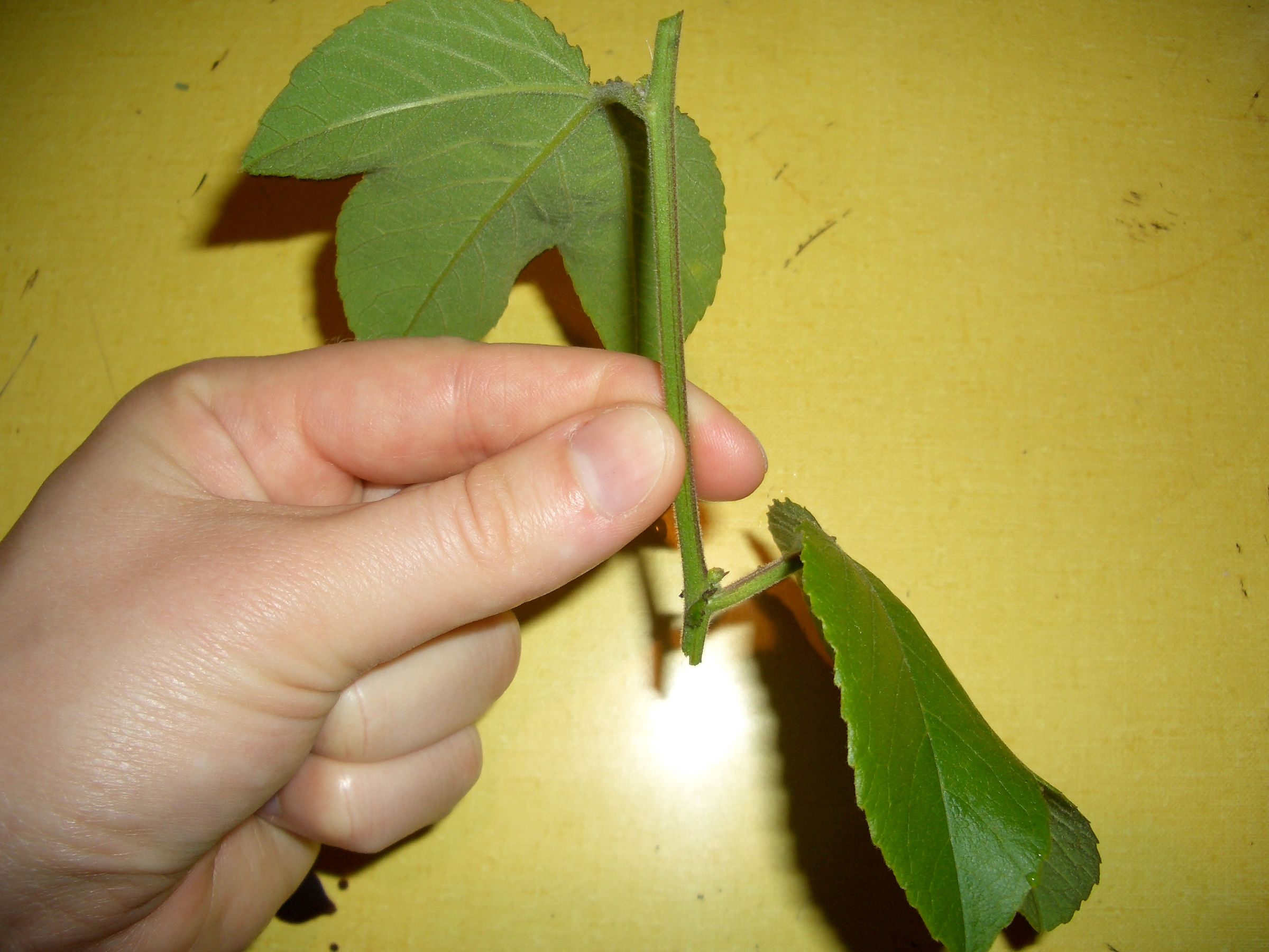 Rooting Plant Cuttings : 12 Steps - Instructables