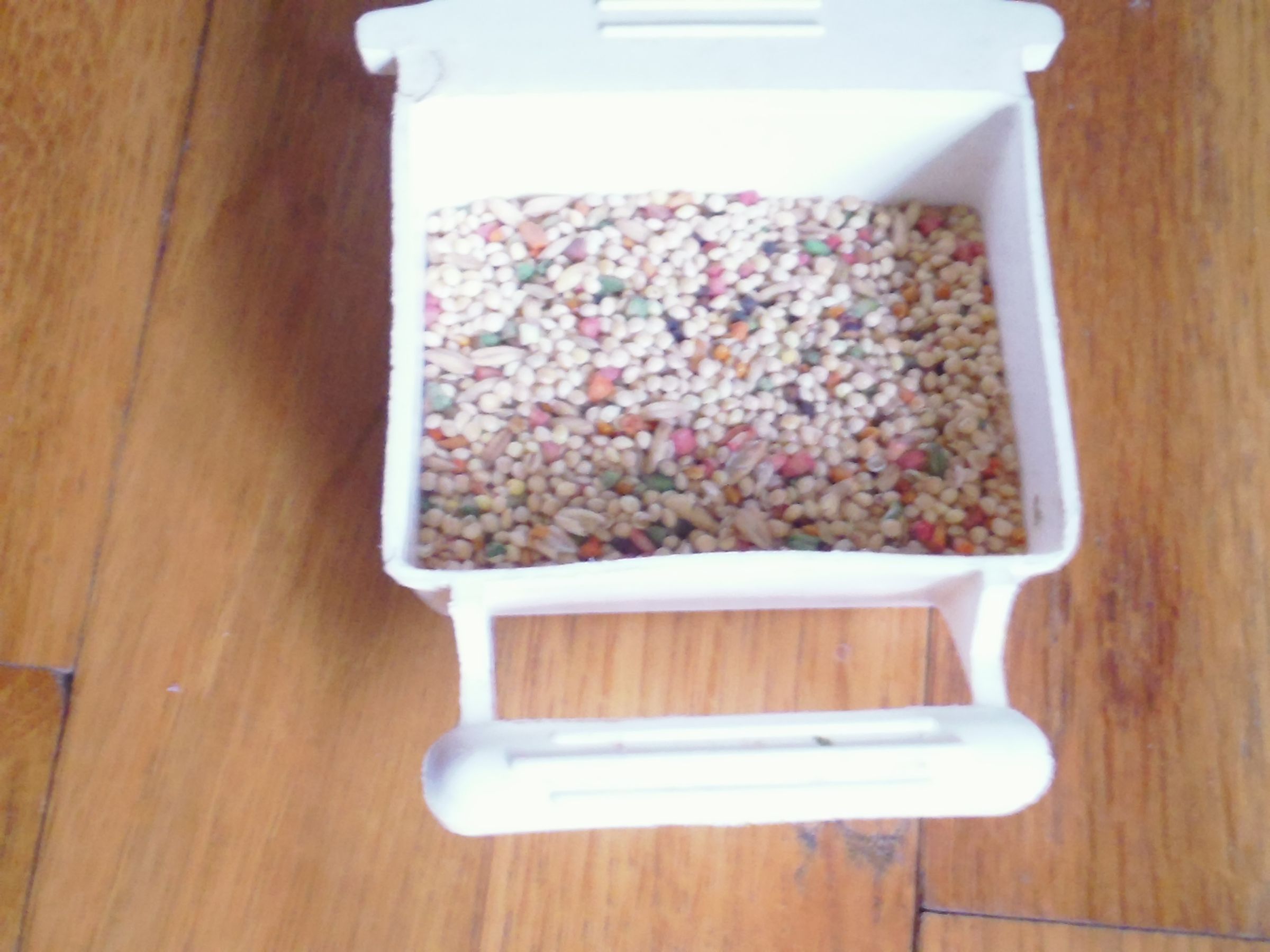 To Take Care of a Parakeet : 5 Steps - Instructables