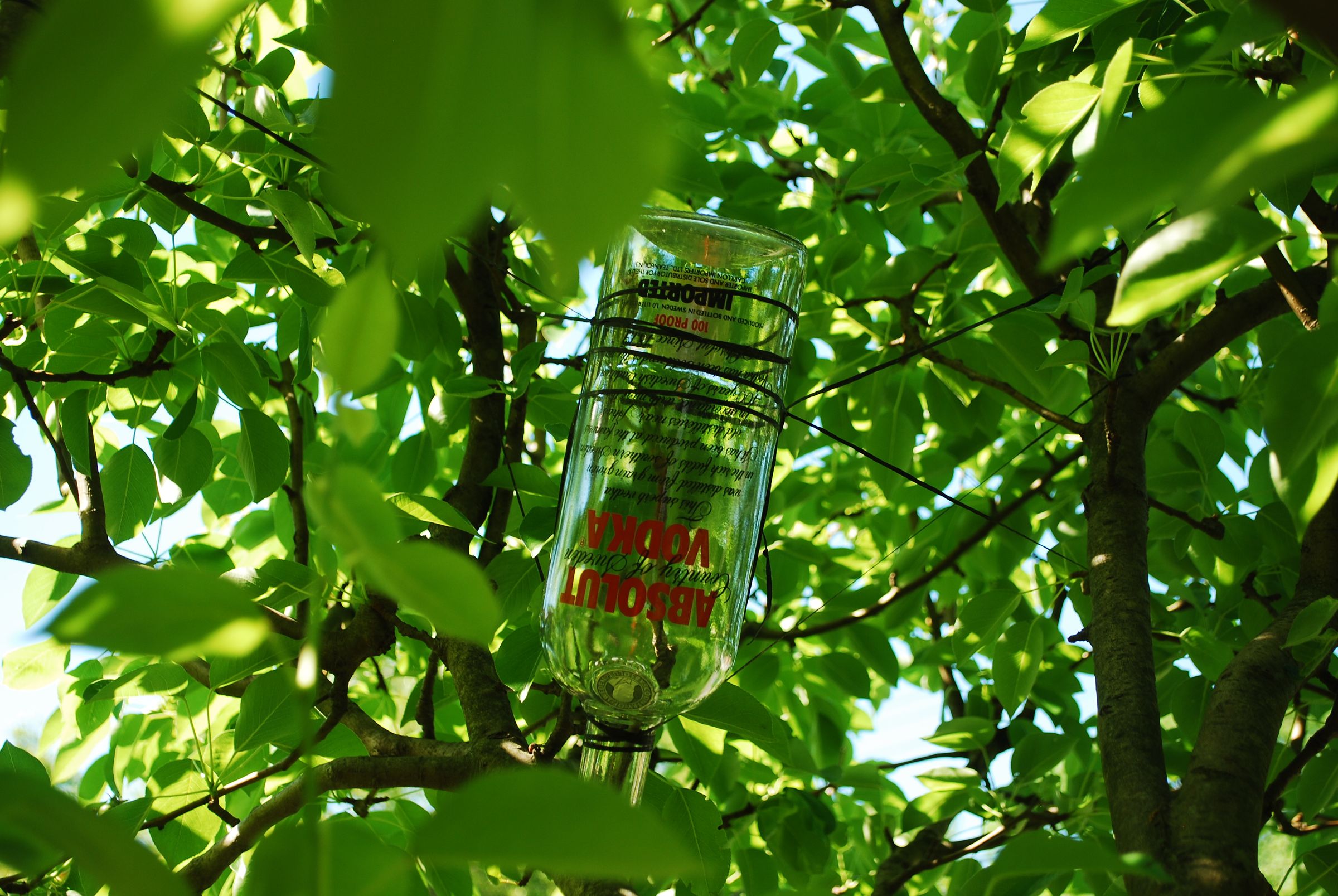 Grow a Pear in a Bottle : 6 Steps - Instructables