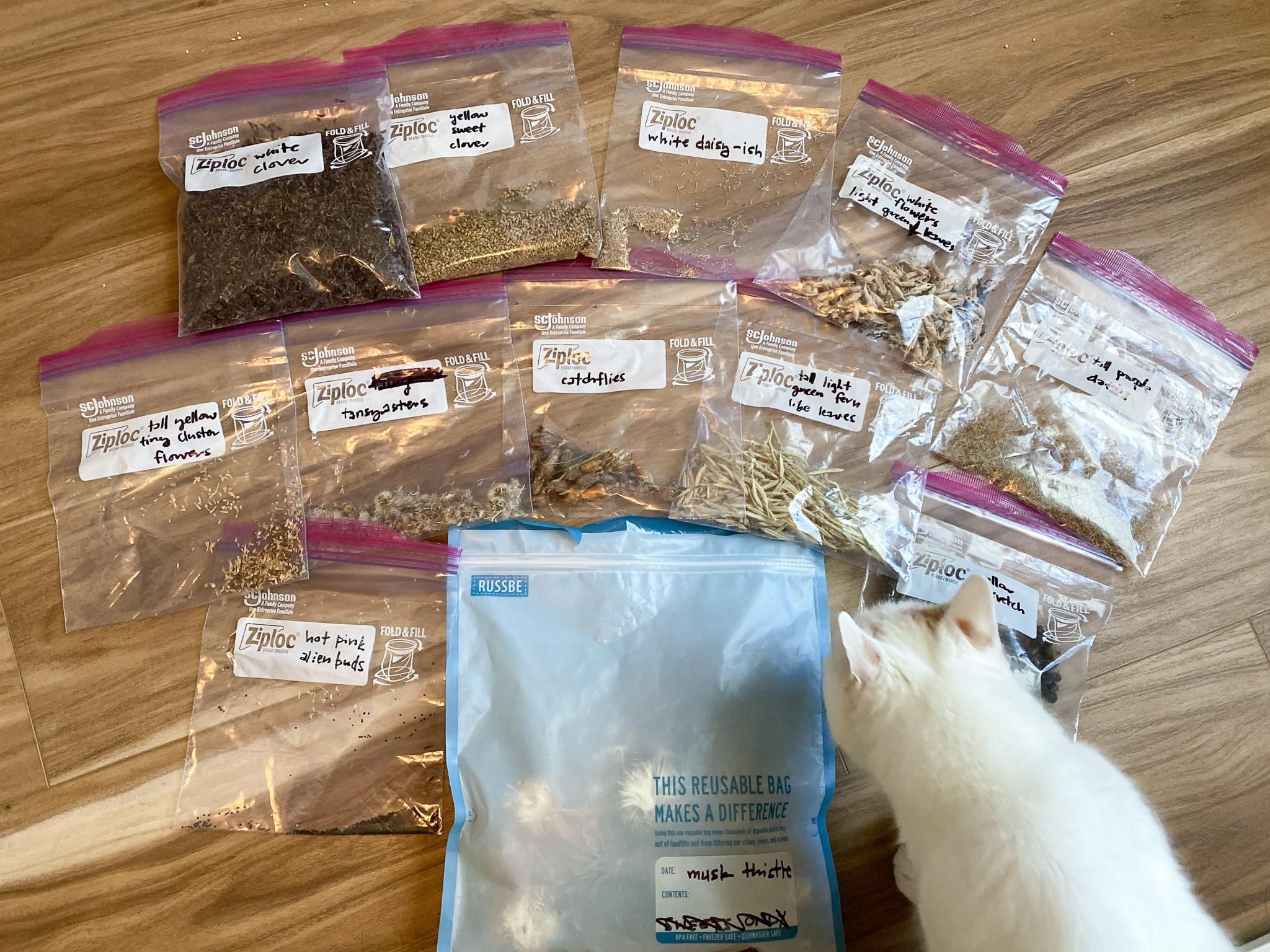 How to Gather Wildflower Seeds : 7 Steps (with Pictures) - Instructables