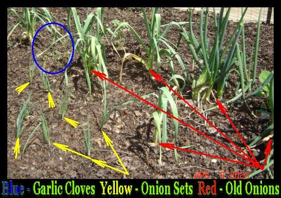 Re-growing Spring Onions : 8 Steps (with Pictures) - Instructables
