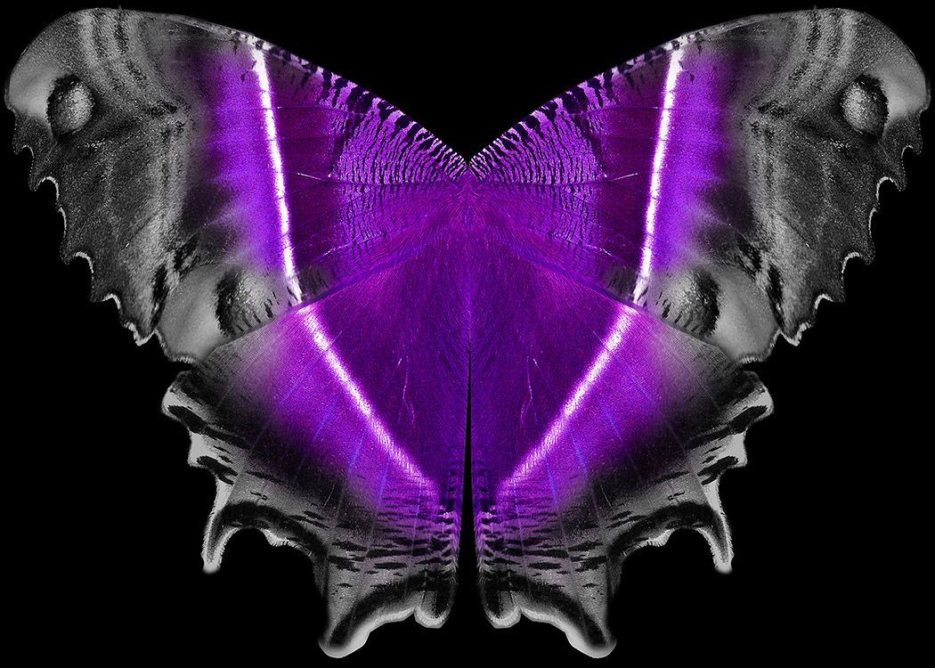 Custom Printed Moth Wing Cape : 6 Steps (with Pictures) - Instructables