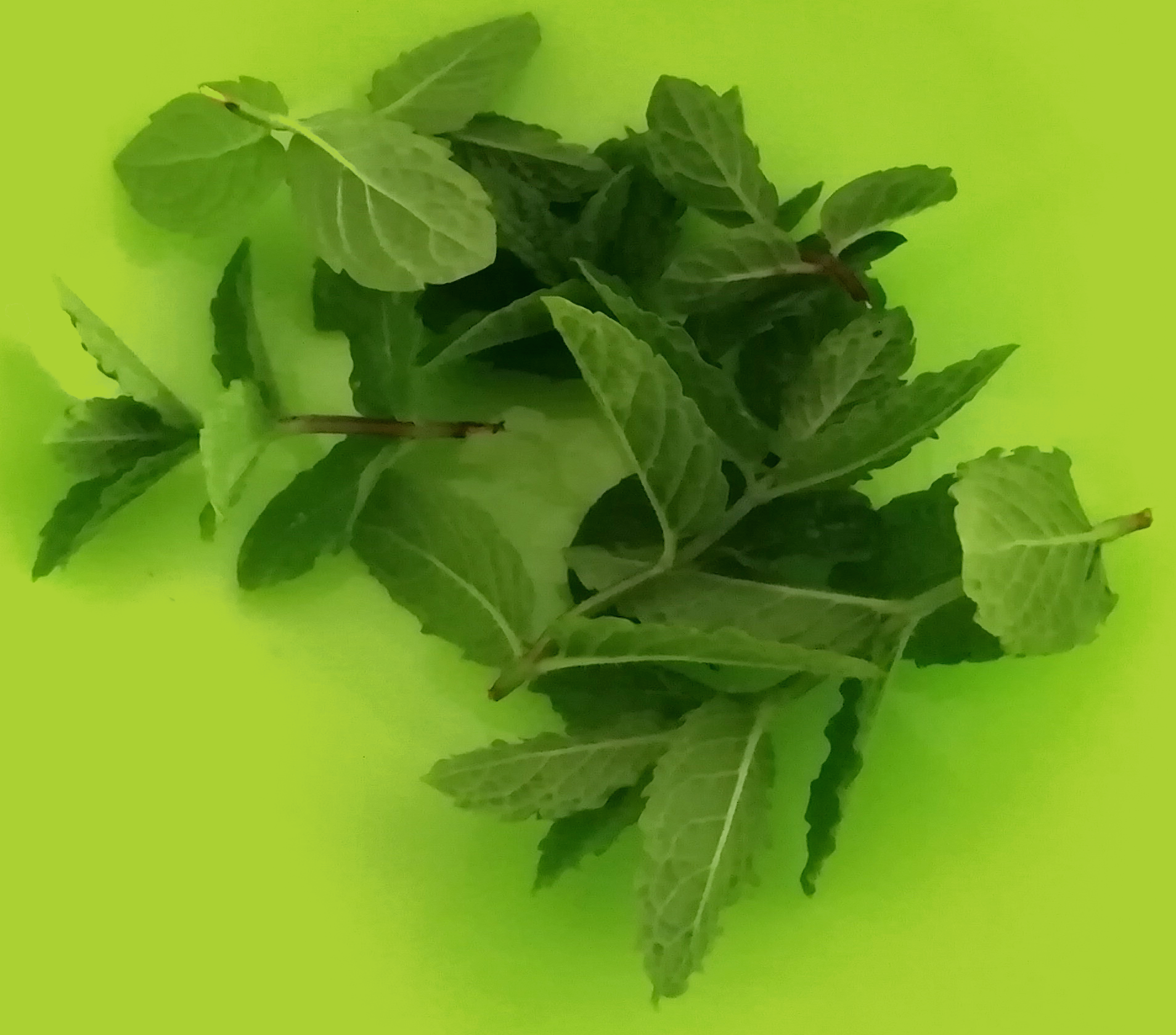 Frosted Mint : 6 Steps - Instructables