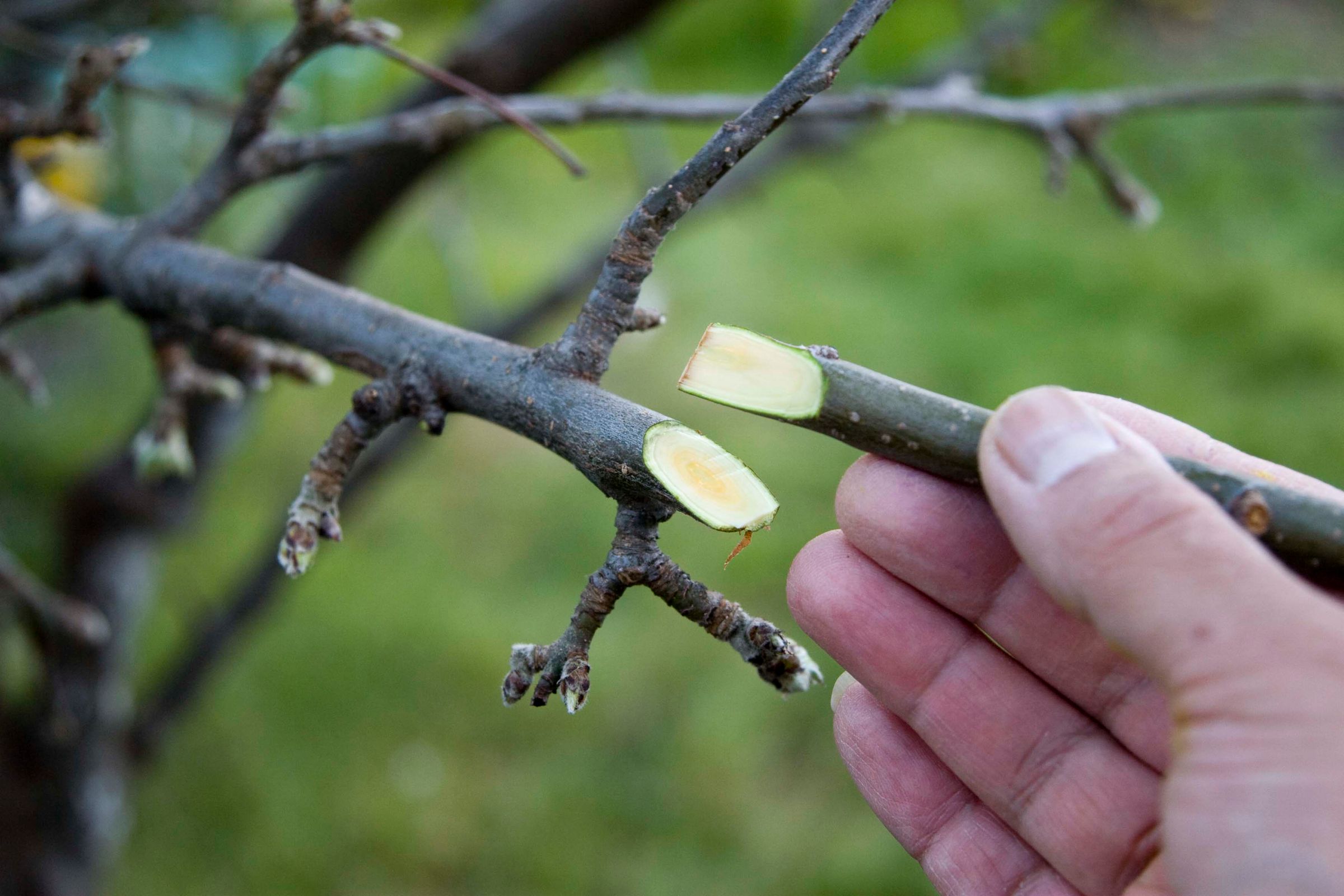 Whip Grafting : 11 Steps (with Pictures) - Instructables