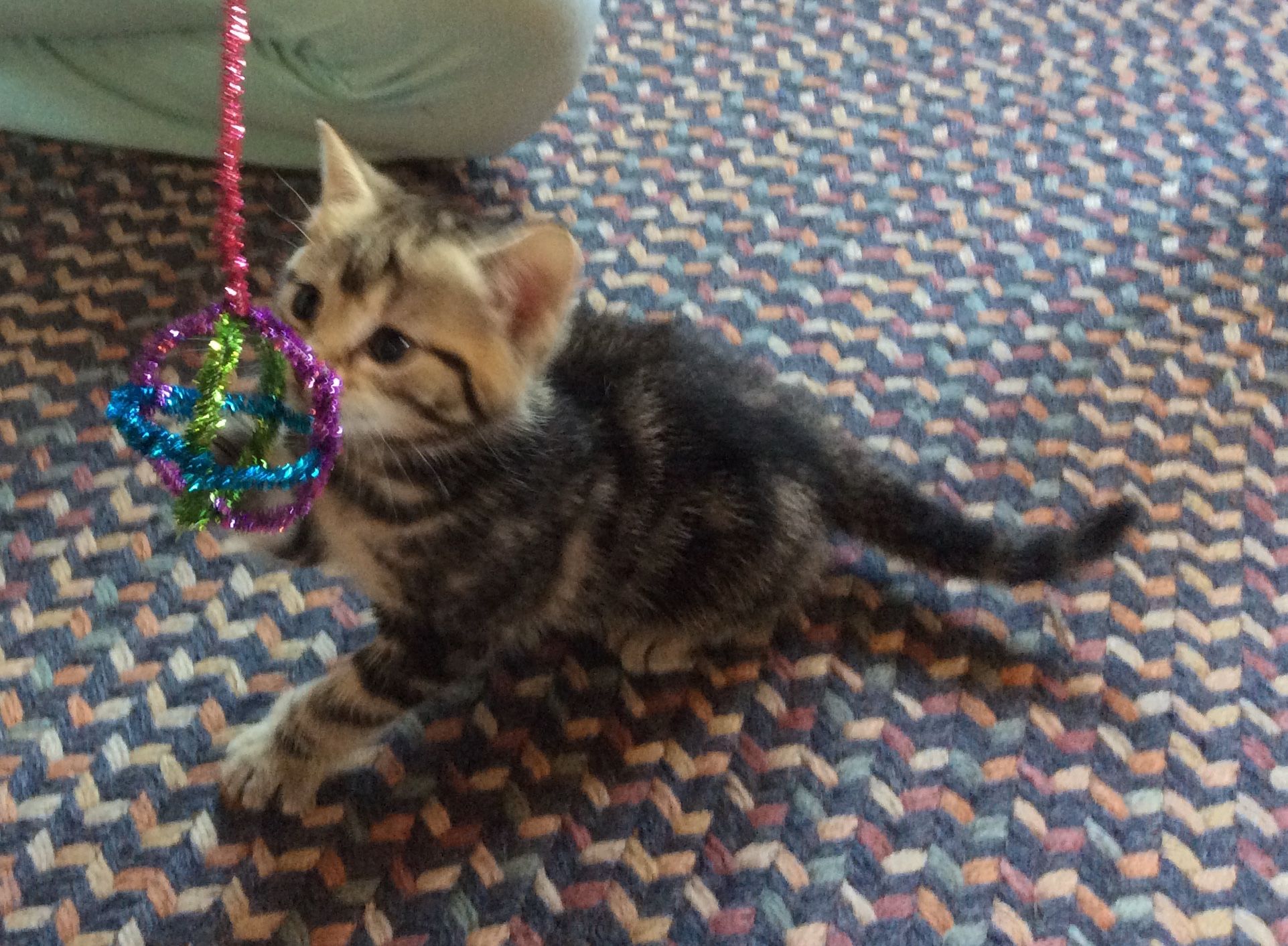 The Sparkle Ball - for Cats : 10 Steps - Instructables