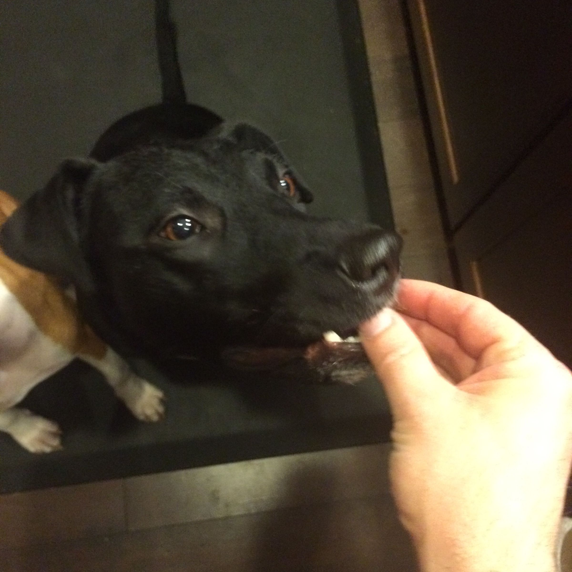 Pill Putty for Dogs : 5 Steps (with Pictures) - Instructables