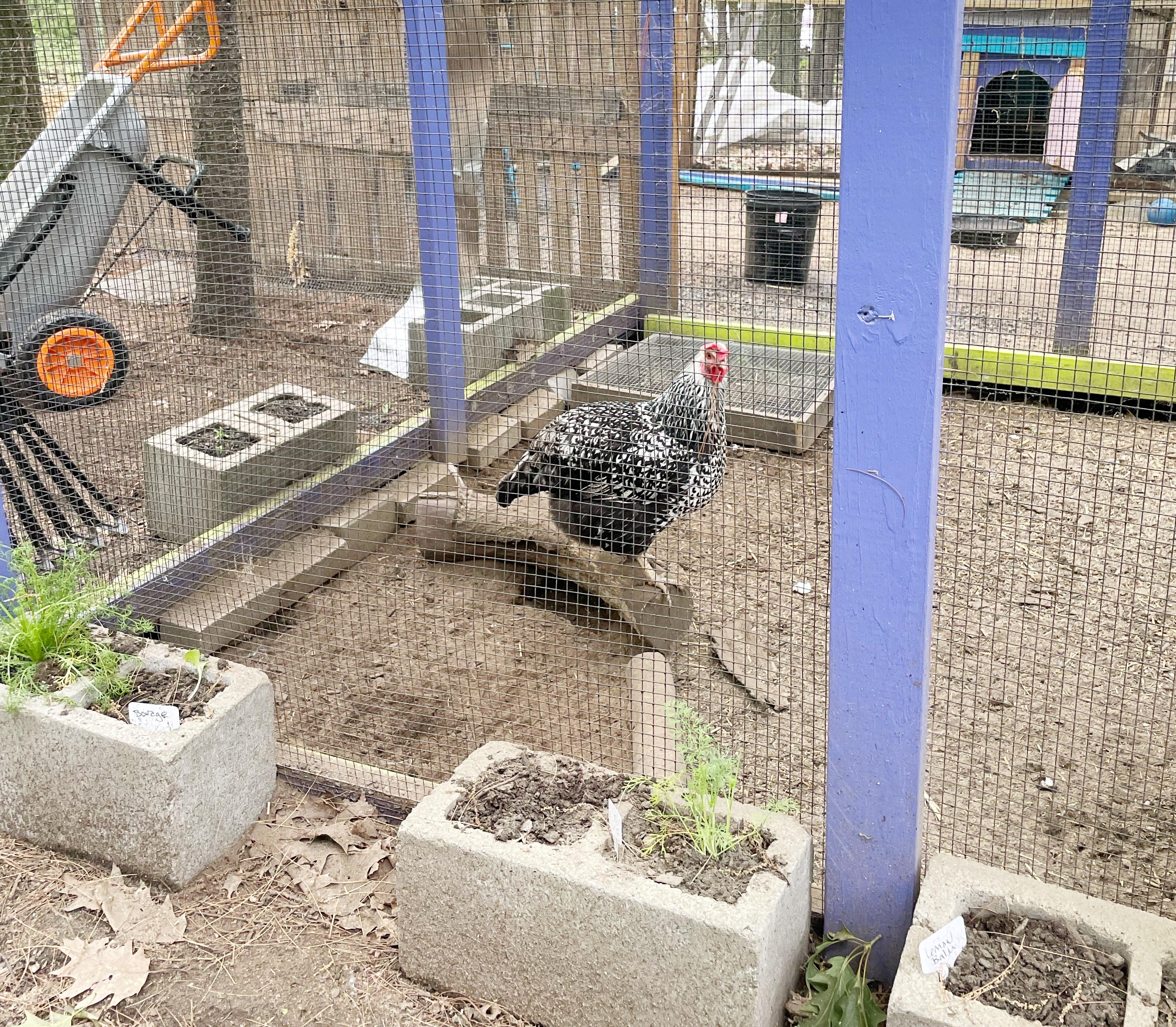 Grazing Frame for Backyard Chickens : 5 Steps (with Pictures ...