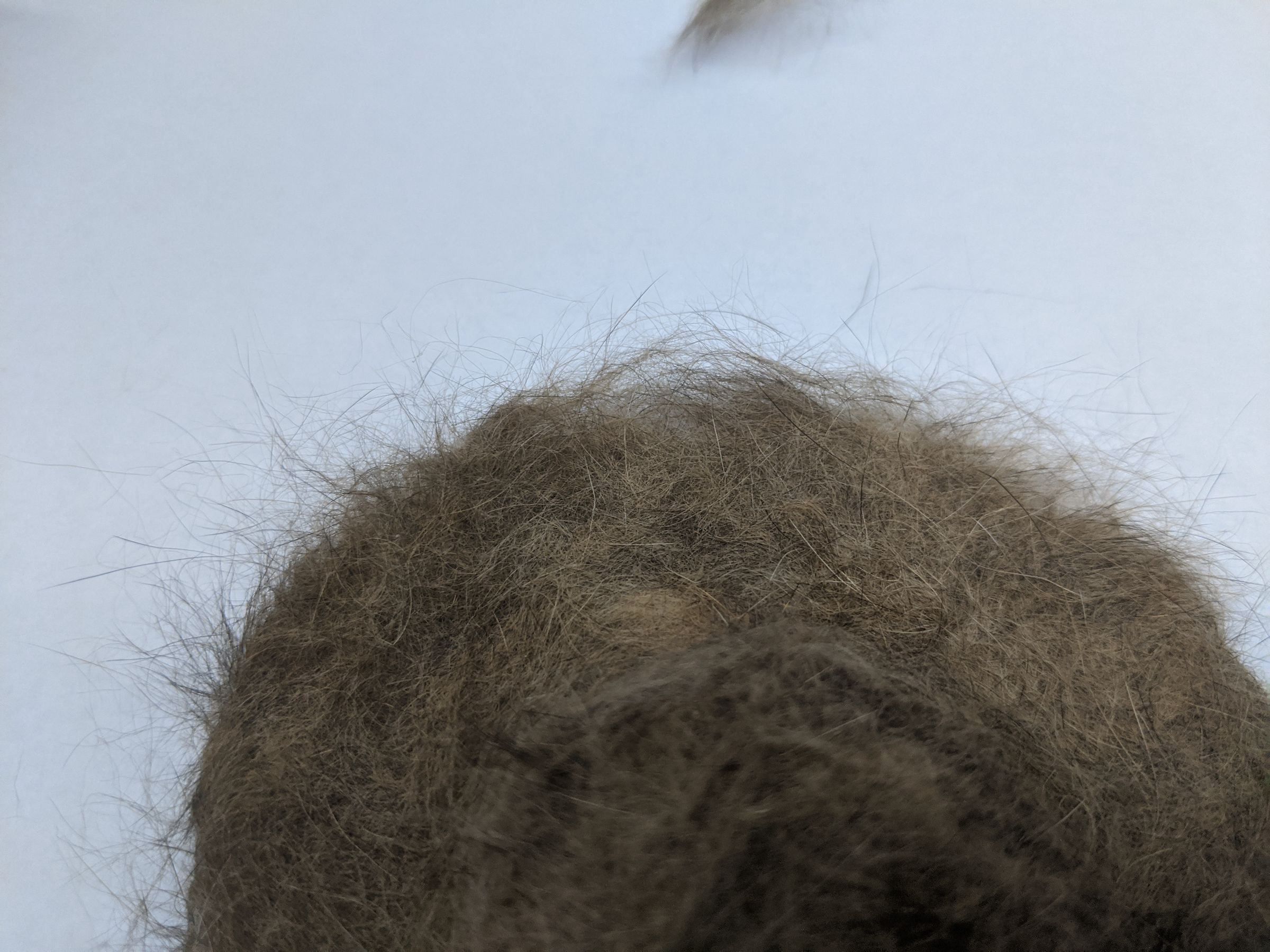 Felted Cat Fur Cat Hat : 3 Steps (with Pictures) - Instructables