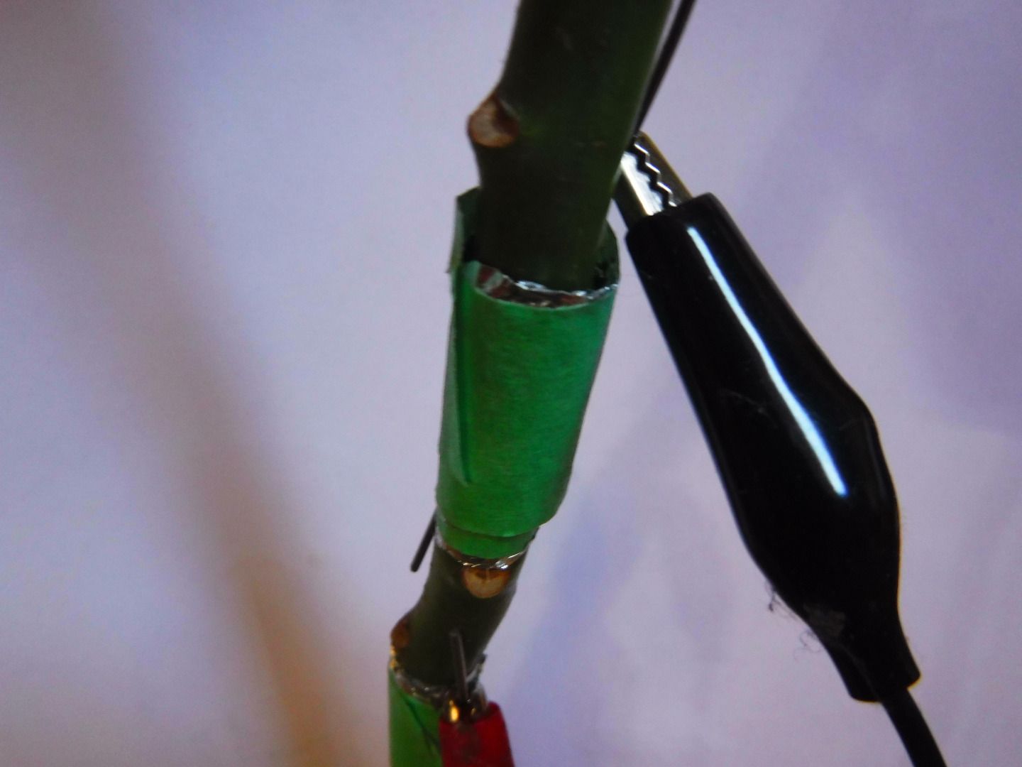 Polygraph for Recording Plant's Feelings : 3 Steps - Instructables