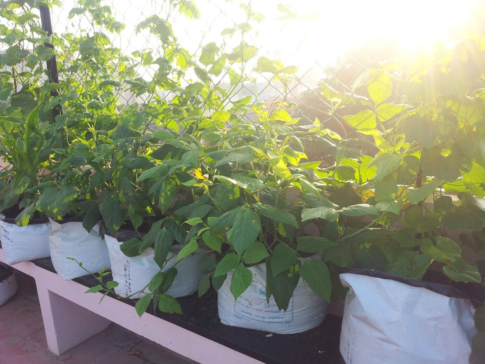 Roof Gardening : 21 Steps (with Pictures) - Instructables