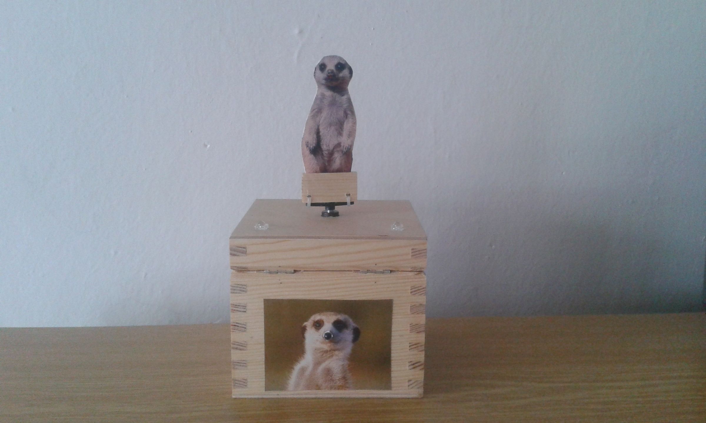 Dancing Meerkat : 5 Steps (with Pictures) - Instructables
