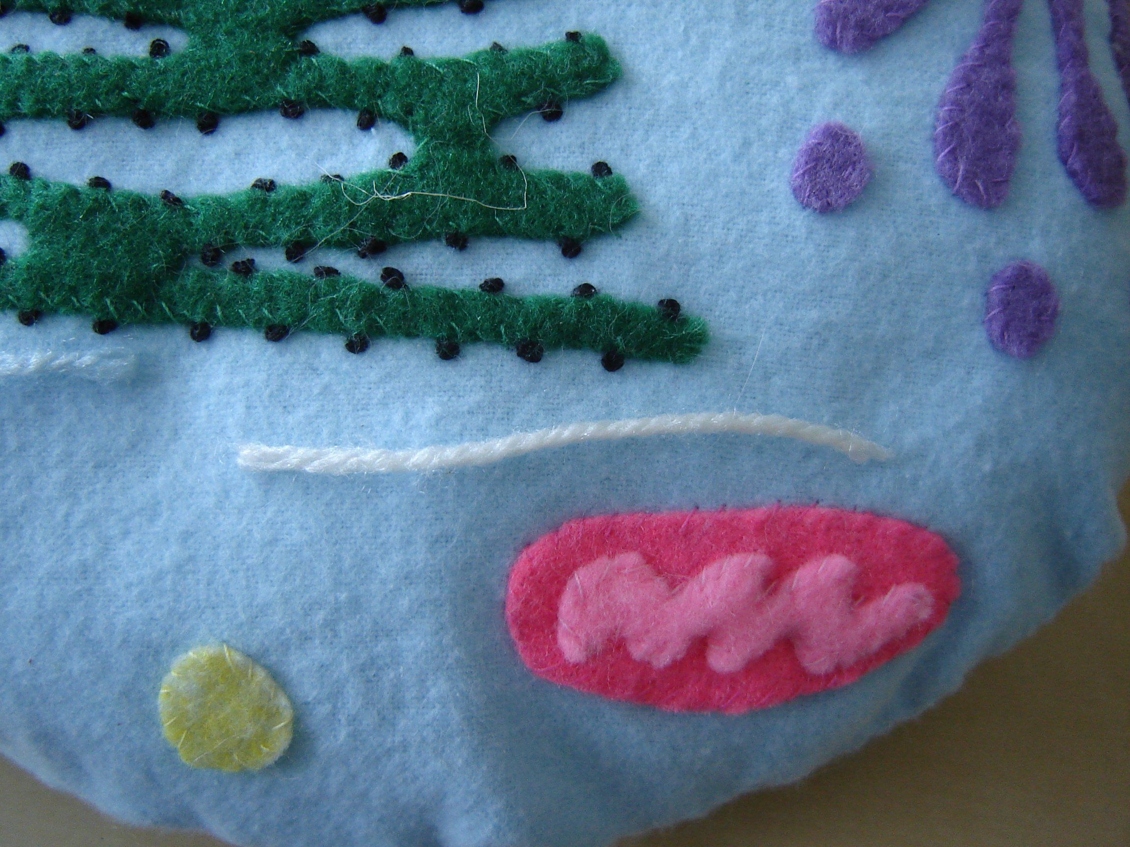 Plush Cell Model : 13 Steps (with Pictures) - Instructables