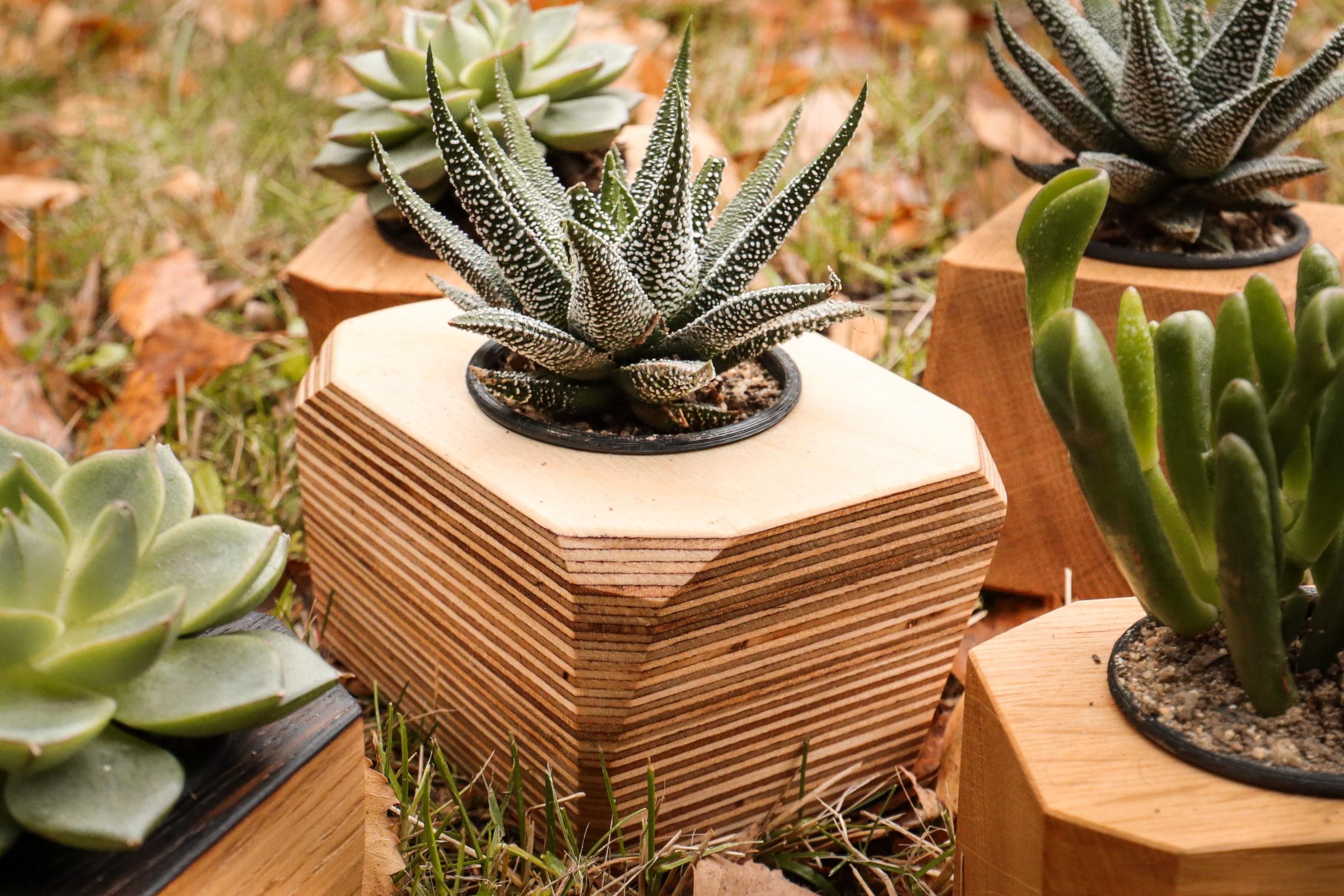 DIY Succulent Planter : 7 Steps (with Pictures) - Instructables