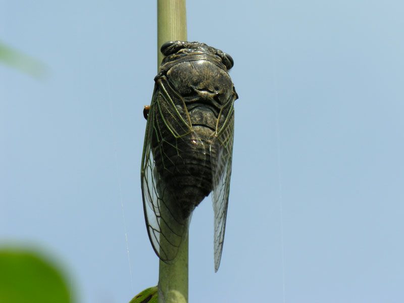 How to Eat Cicada. Get Prepared for Great Famine! : 5 Steps - Instructables