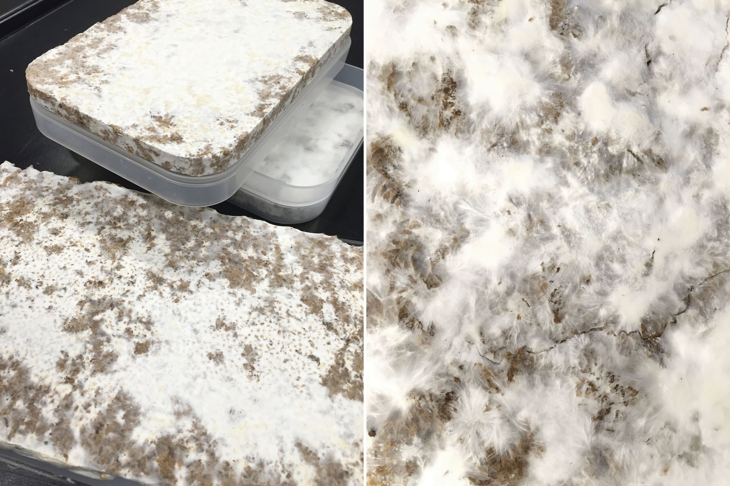 Mycelial Forms : 9 Steps (with Pictures) - Instructables