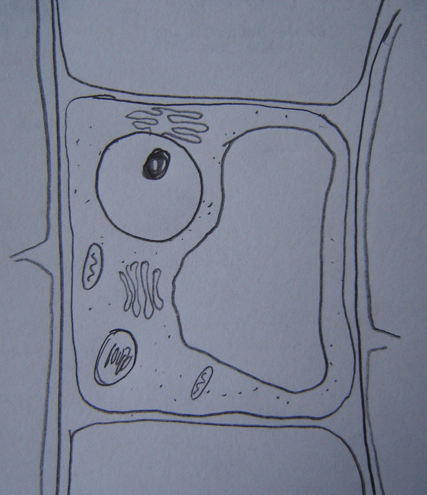 Plush Cell Model : 13 Steps (with Pictures) - Instructables