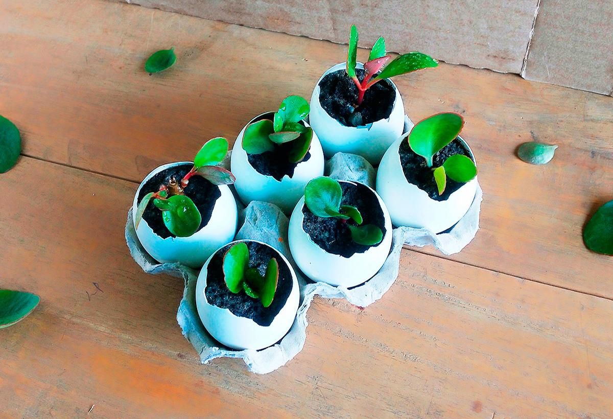 Egg Shell Planter | Gardening : 5 Steps (with Pictures) - Instructables