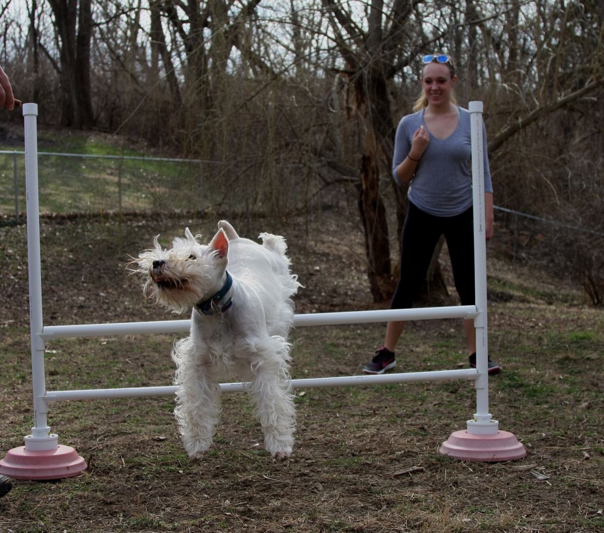 Portable Dog Agility Bar Jump : 5 Steps (with Pictures) - Instructables
