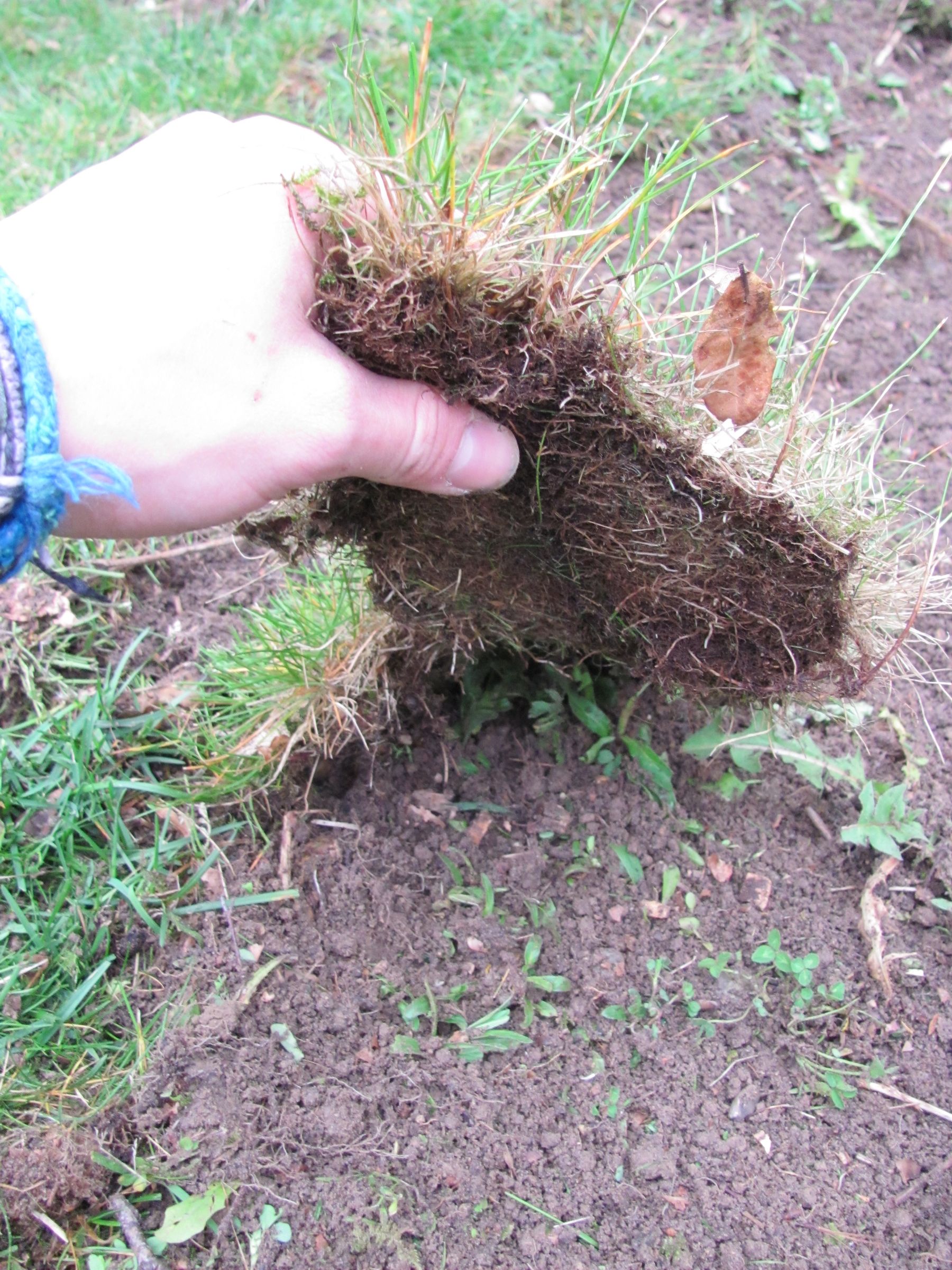 Grass Patching - Instructables