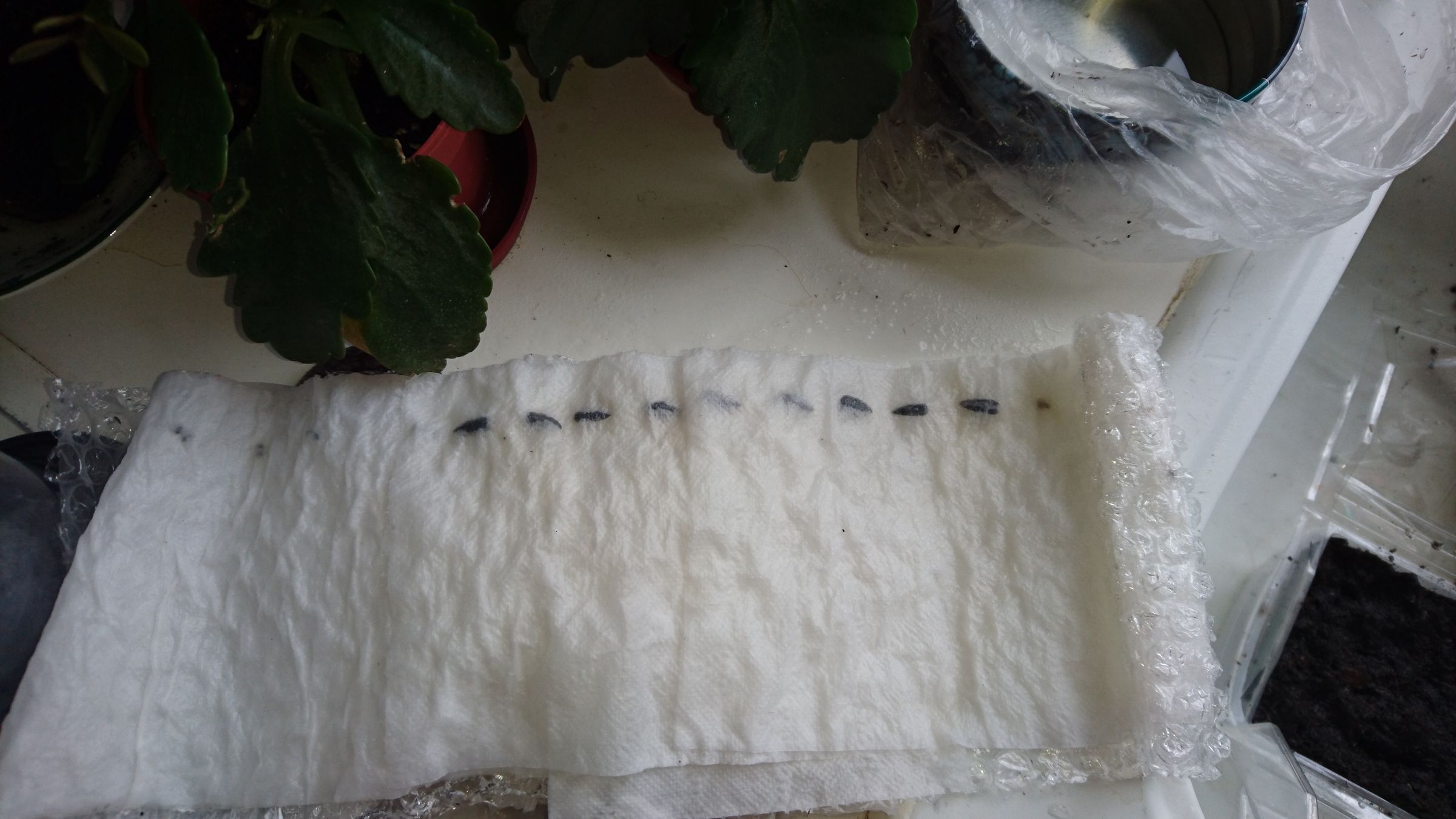 Easy and Economical Seeds Germination System : 8 Steps - Instructables