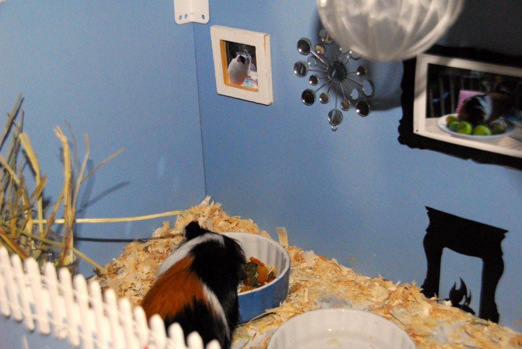 Coolest Guinea Pig House : 9 Steps (with Pictures) - Instructables