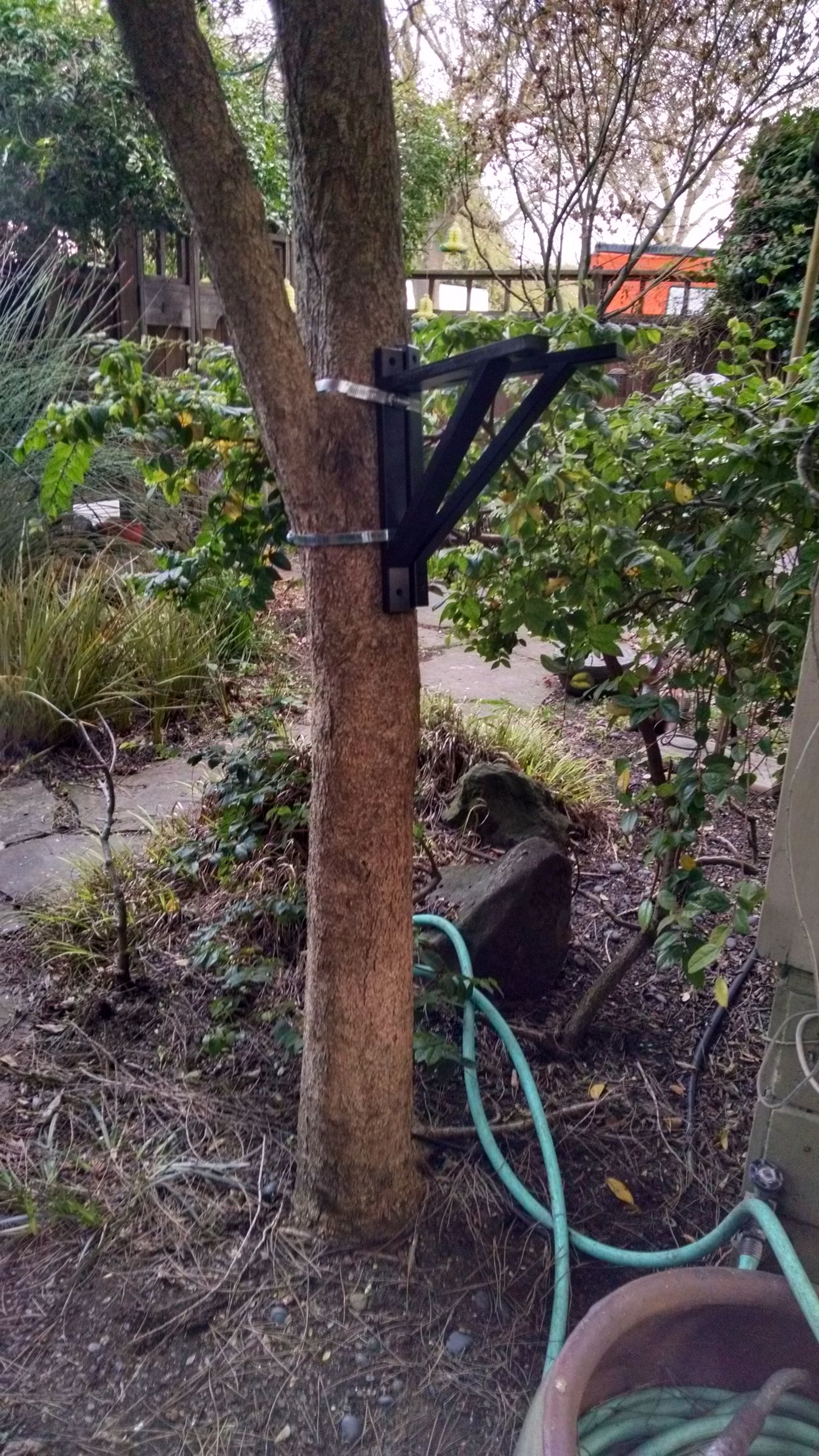 How to Turn a Real Live Tree Into a Cat Tree W/Hose Clamps and Ikea ...