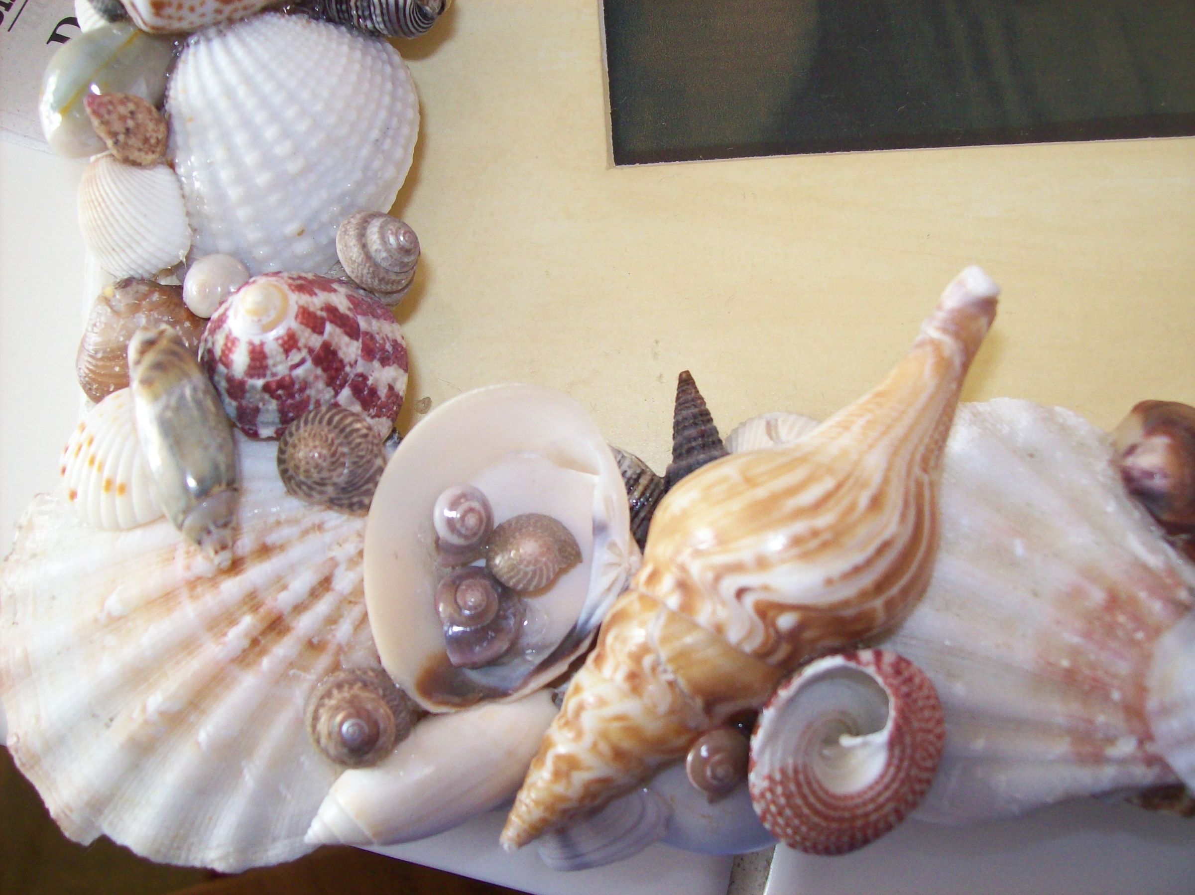 Shell-Embellished Photo Frames : 3 Steps - Instructables