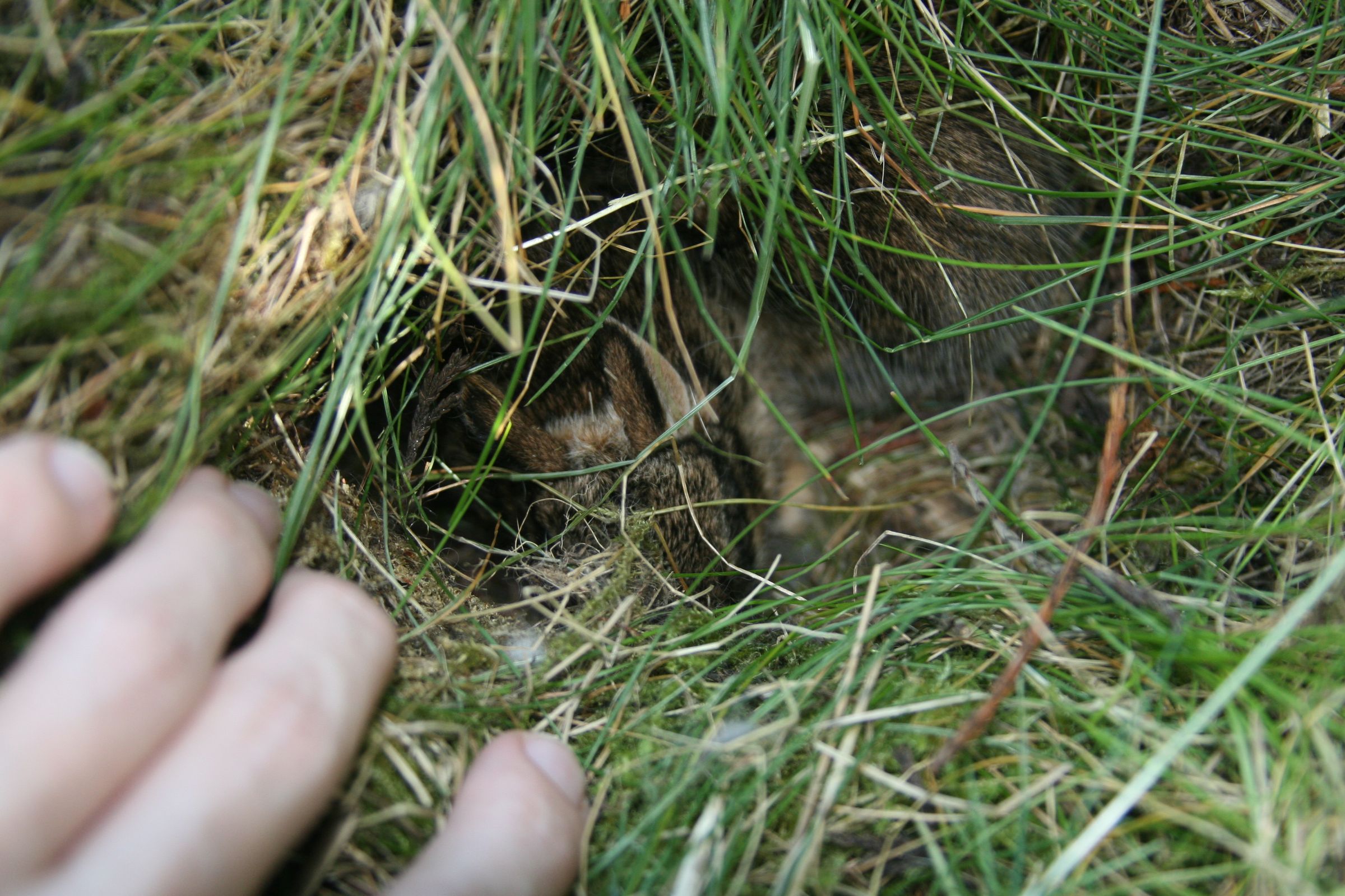 How to Care for a Wild Rabbit Nest : 5 Steps (with Pictures ...