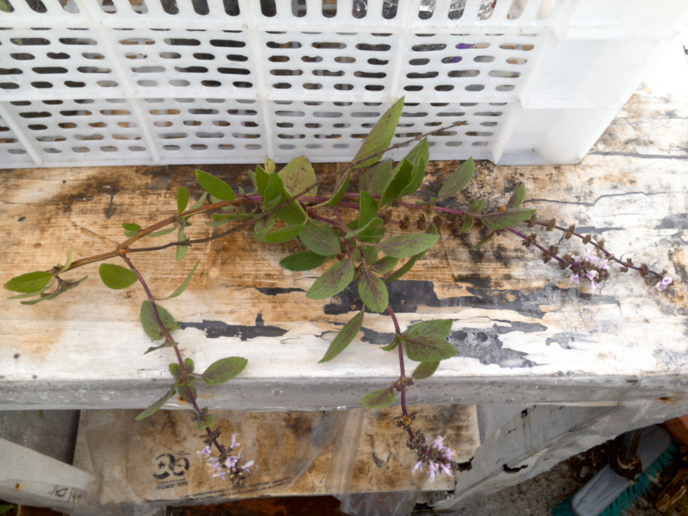 How to Reproduce Basil Without Seed : 4 Steps (with Pictures ...