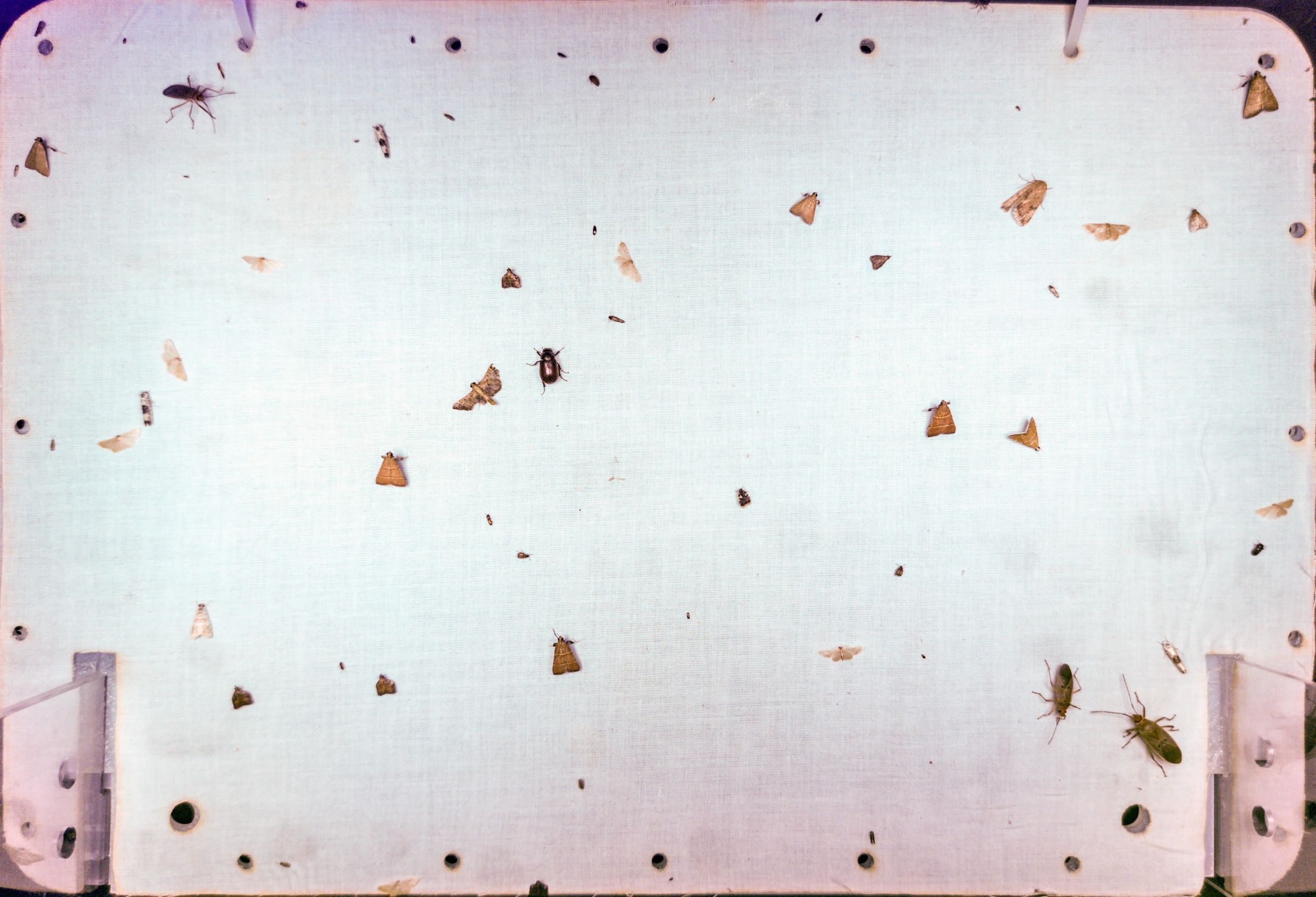 Mothbox: DIY Insect Camera for Conservation : 22 Steps (with Pictures ...