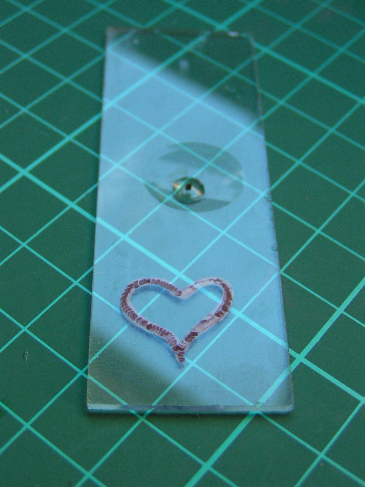 Give Your Loved One a Real "fallen Star". : 4 Steps (with Pictures ...