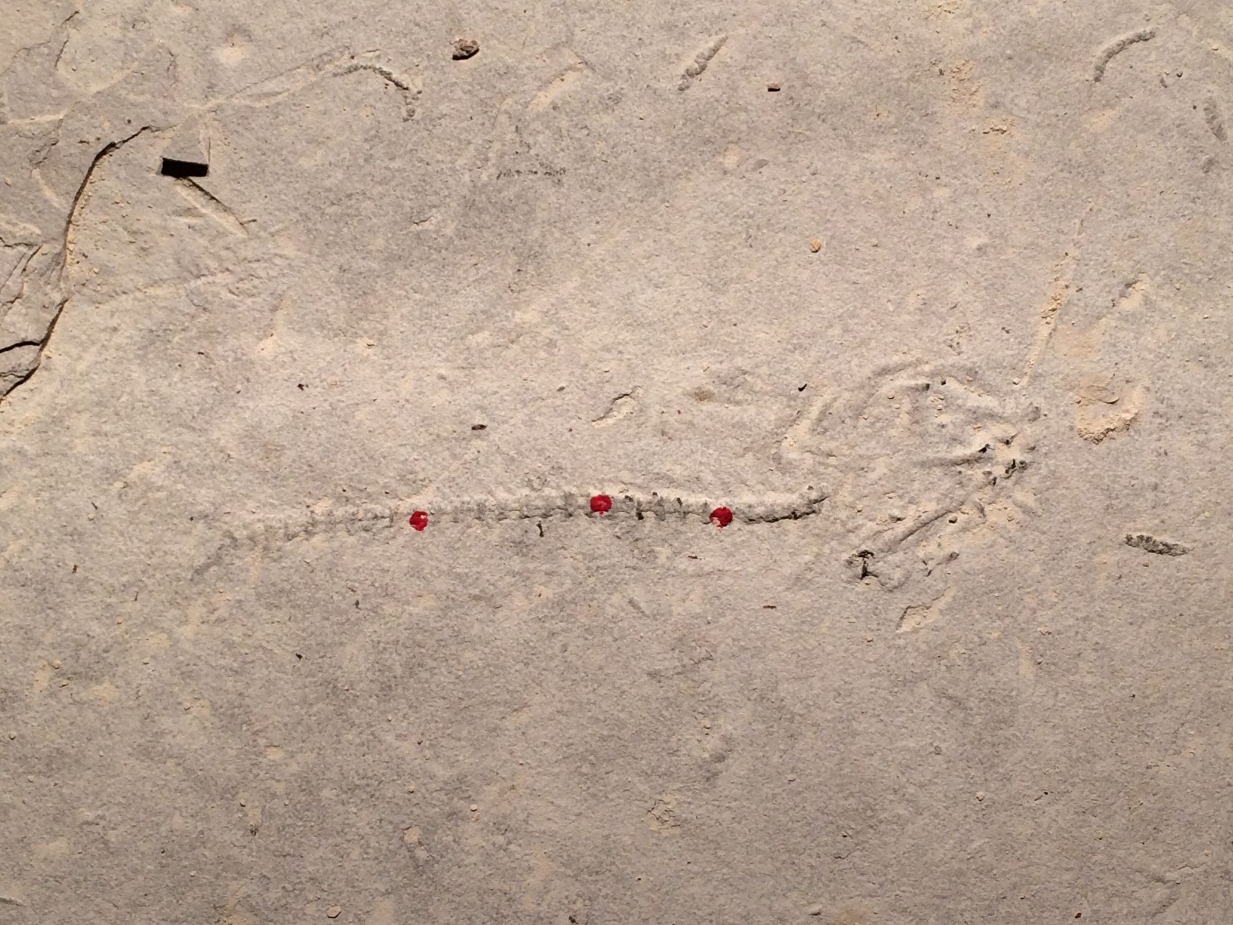Split Limestone to Find Fossils!! : 4 Steps (with Pictures) - Instructables