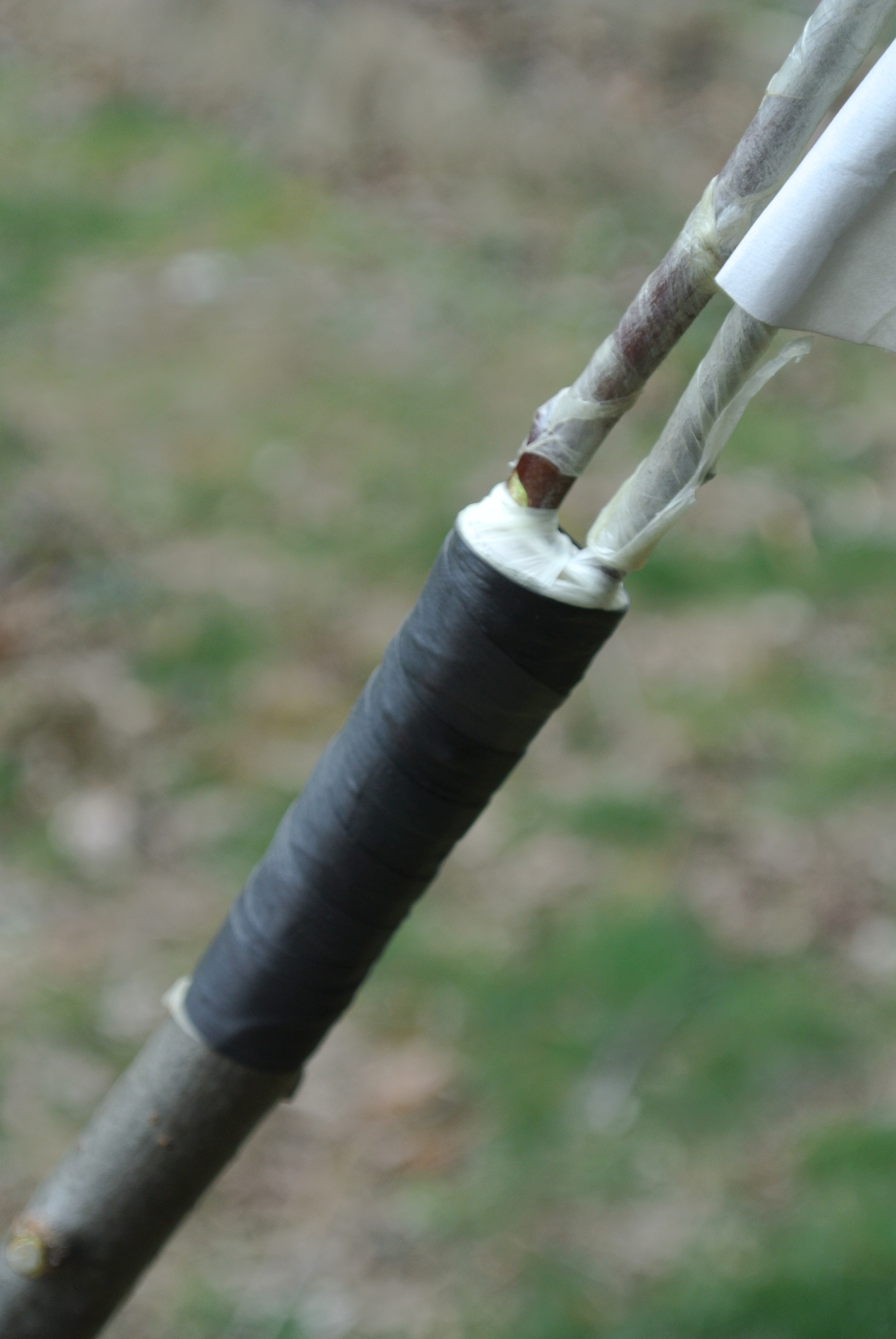 Grafting a Multi-variety Apple Tree. : 10 Steps (with Pictures ...