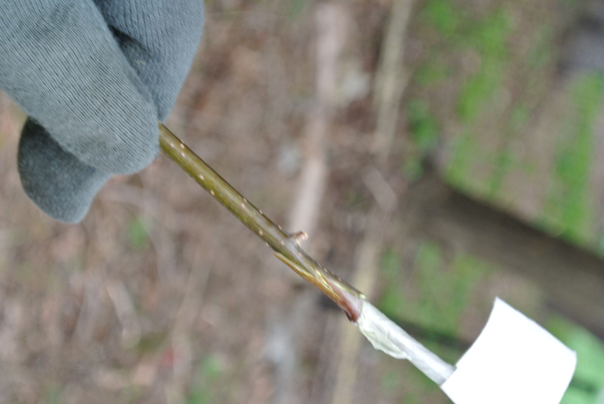 Grafting a Multi-variety Apple Tree. : 10 Steps (with Pictures ...
