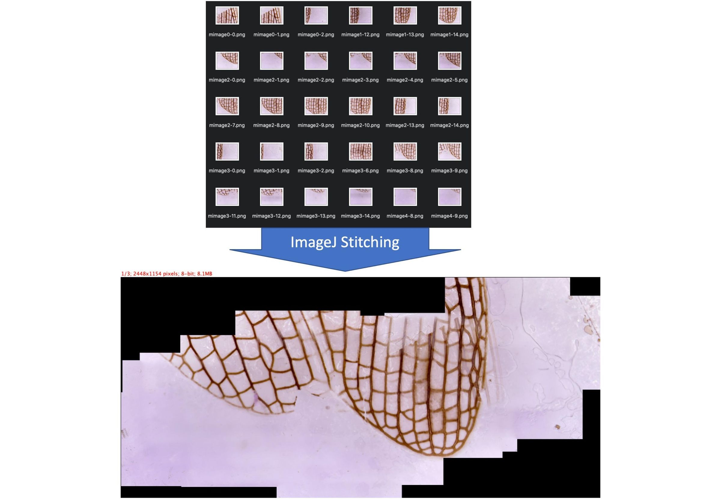 ROMIO: a Remotely-Operated MIcrOscope : 9 Steps - Instructables