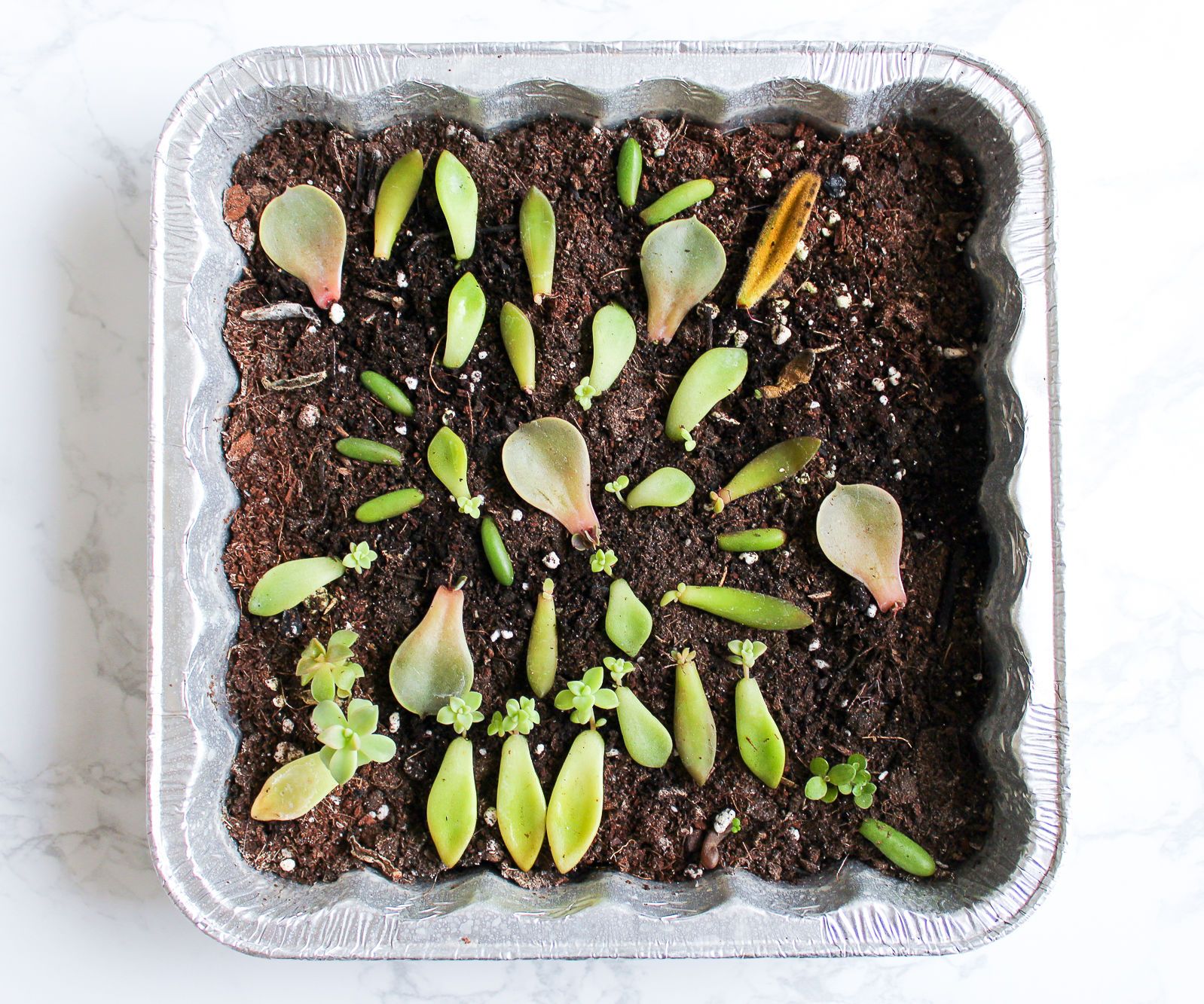 How to Propagate & Grow Succulents From Leaves : 8 Steps (with Pictures ...