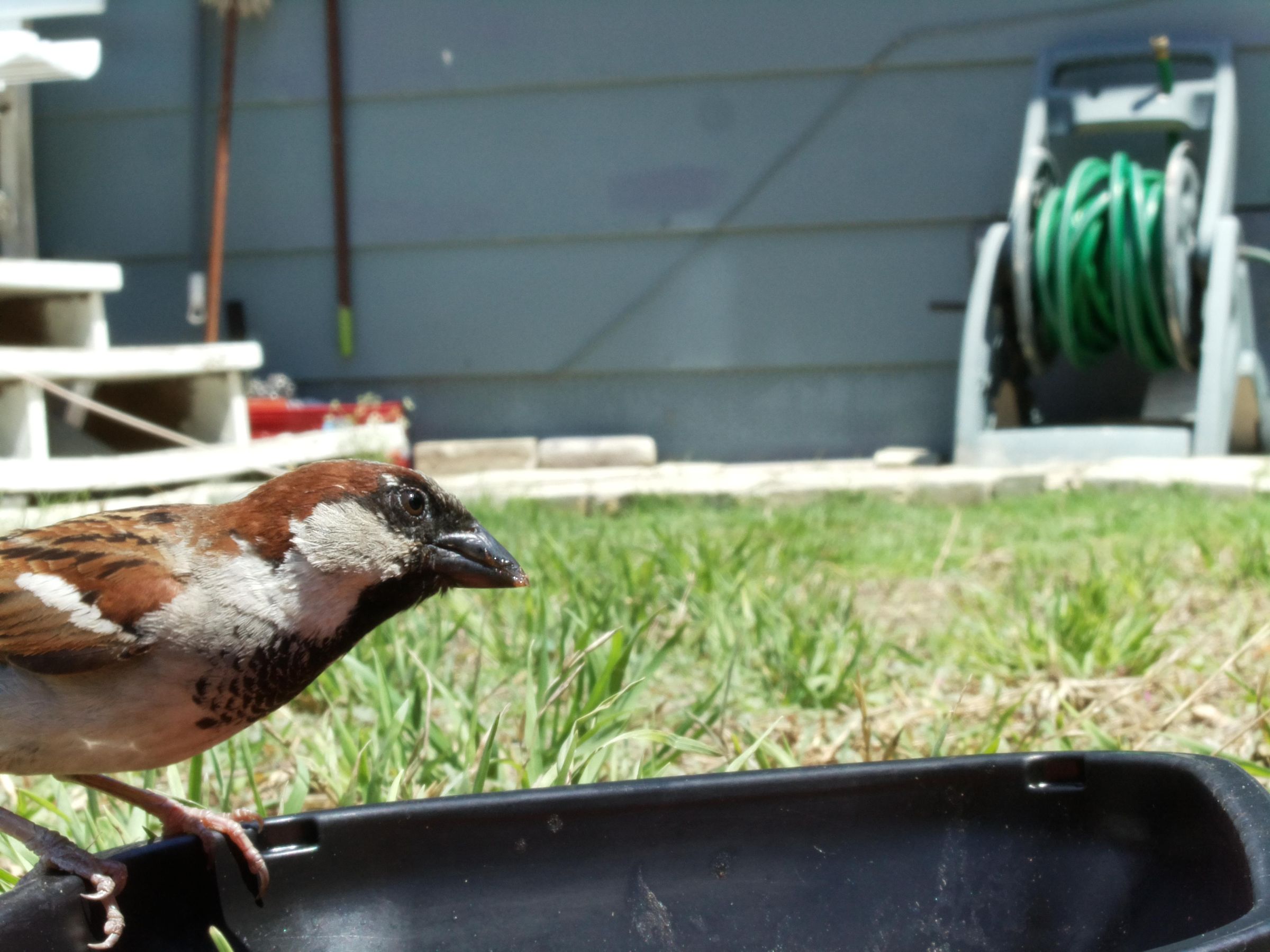 Bird Photo Booth : 6 Steps - Instructables