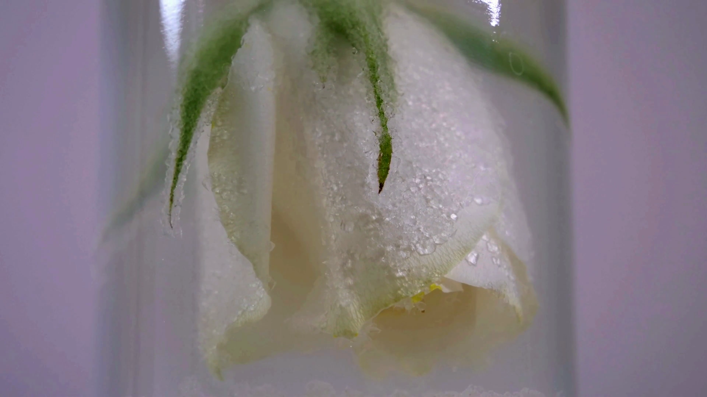 Flower Crystallization : 8 Steps (with Pictures) - Instructables