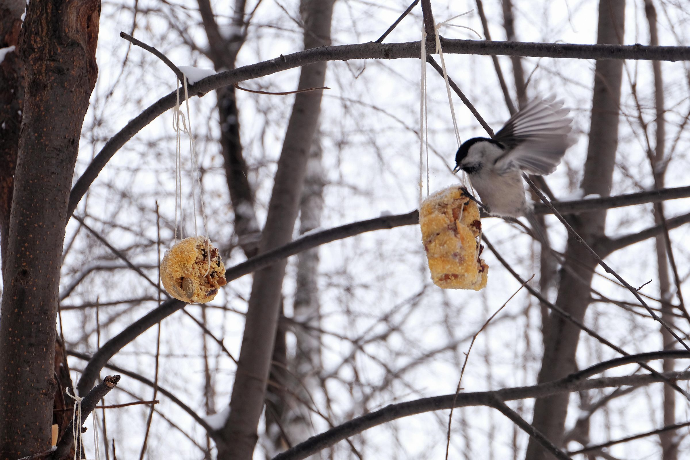 Treats (cakes) for Birds : 18 Steps (with Pictures) - Instructables
